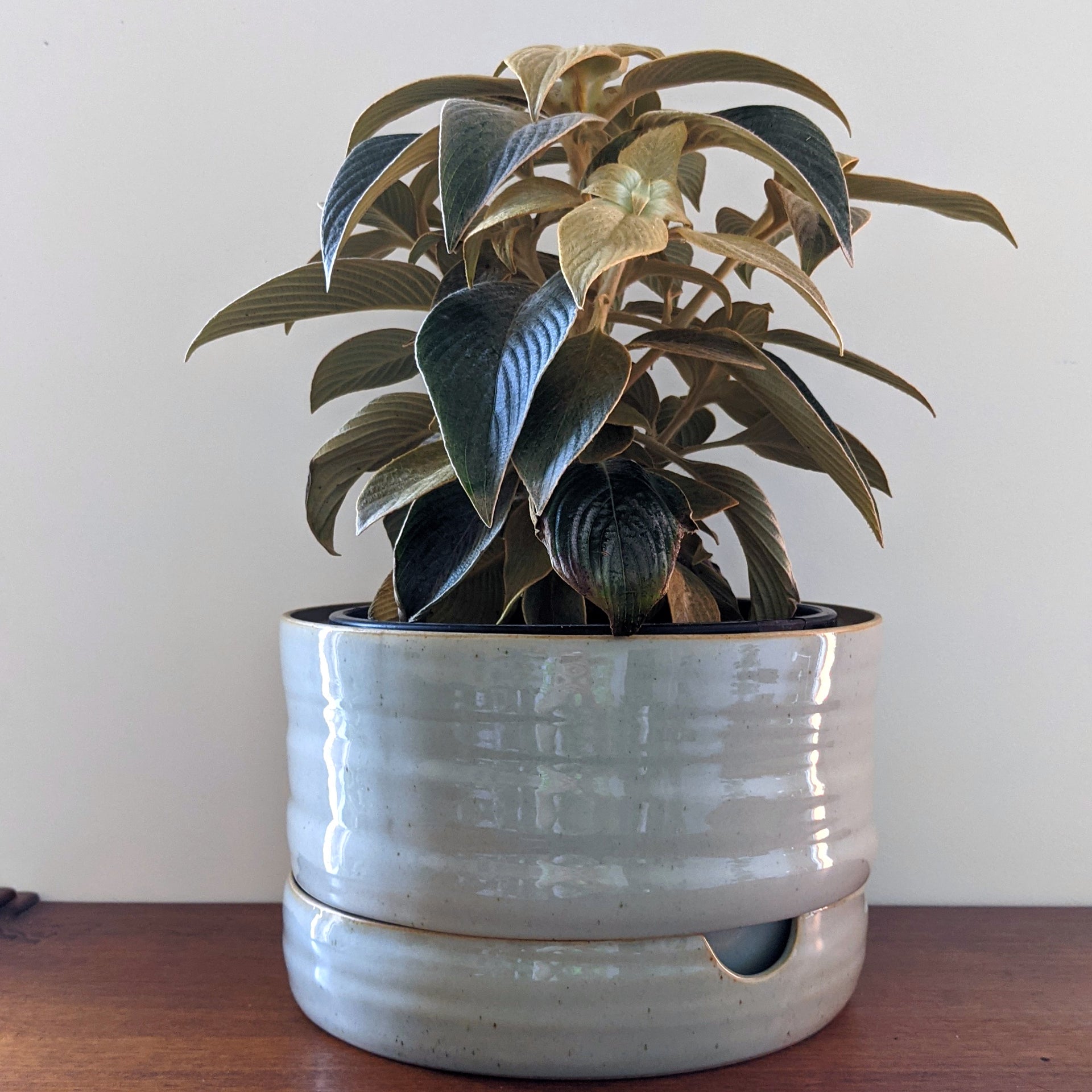 Strobilanthes gossypinus - Silver Persian Shield - 20cm | Plantsmith ...