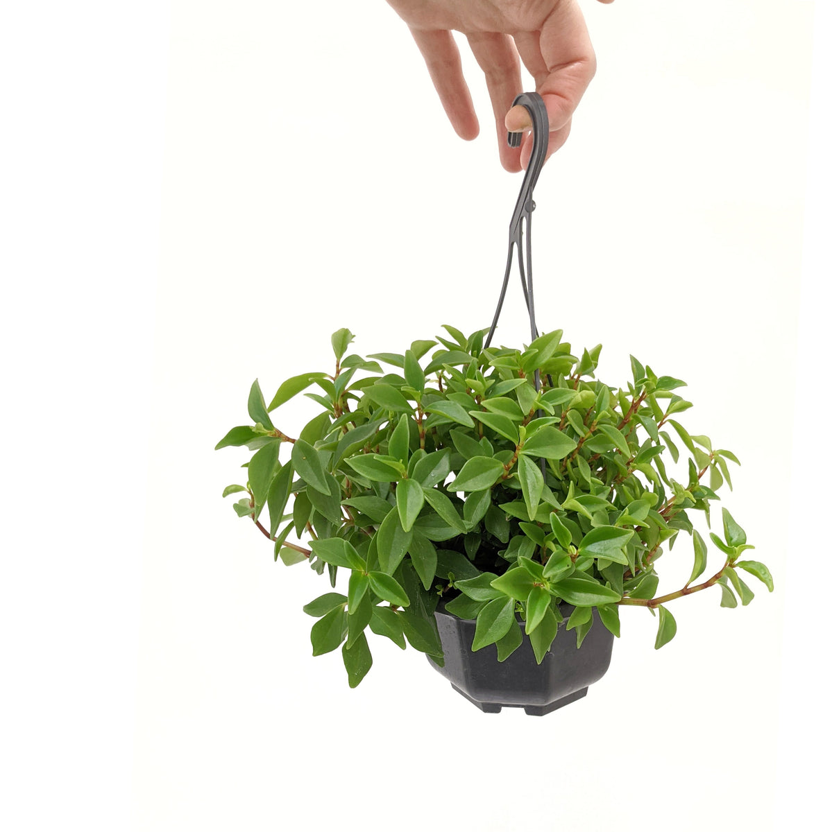 Peperomia ‘Amigo Marcello’ - 12.5cm hanging basket | Plantsmith Indoor ...