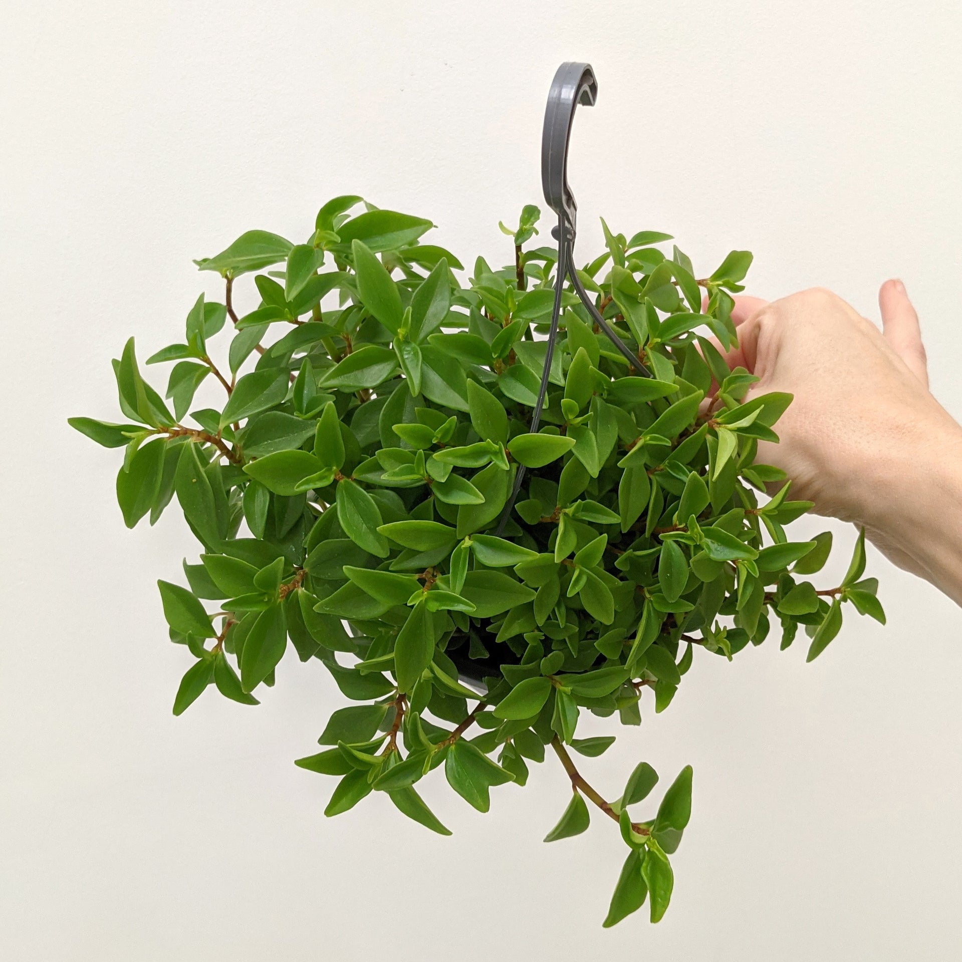 Peperomia ‘Amigo Marcello’ - 12.5cm hanging basket | Plantsmith Indoor ...