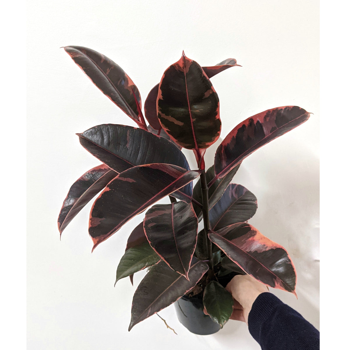 Ficus elastica "Ruby" - 14cm pot | Plantsmith Indoor Plants Melbourne