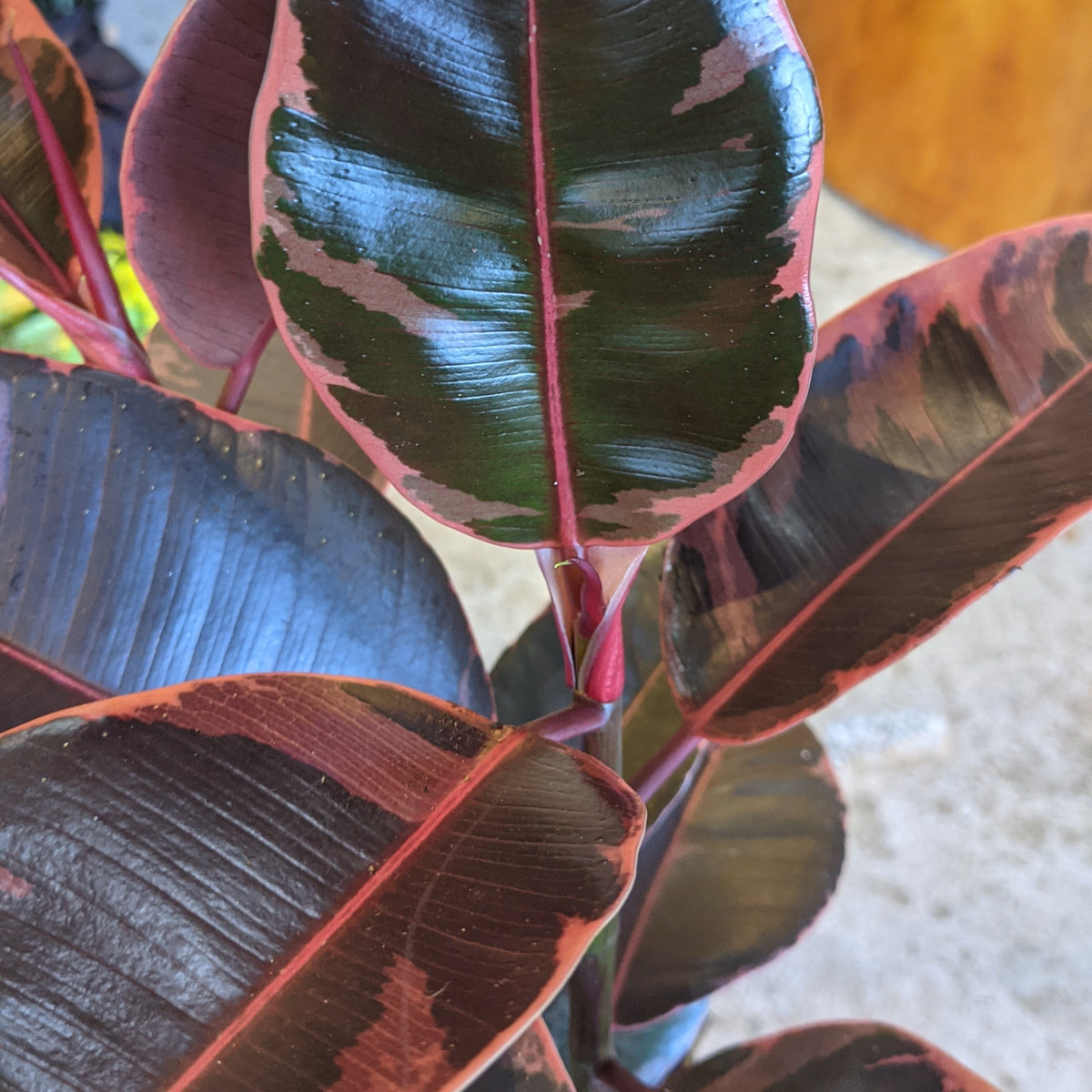 Ficus elastica "Ruby" - 14cm pot | Plantsmith Indoor Plants Melbourne