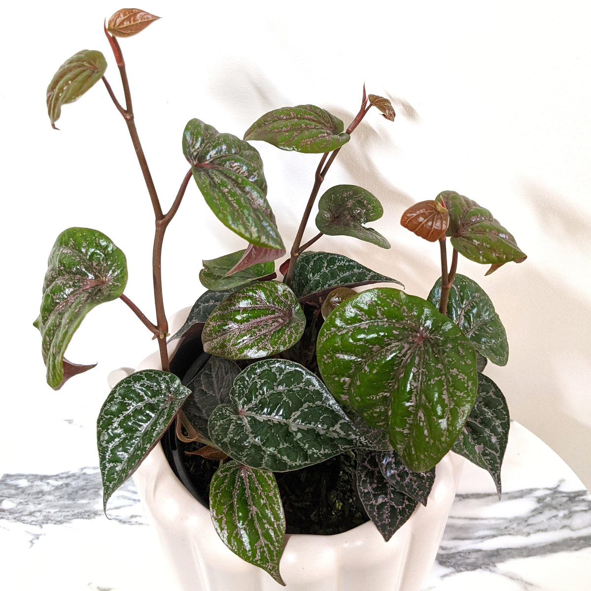Piper ornatum crocatum 15cm pot | Plantsmith Indoor Plants Melbourne