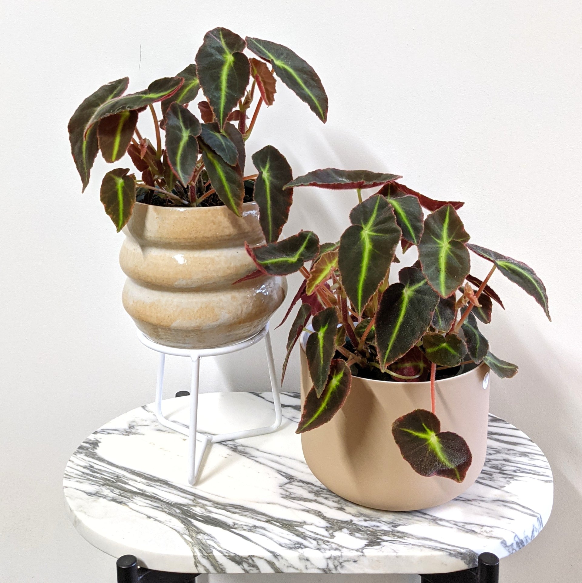 Begonia listada - 13cm pot | Plantsmith Indoor Plants Melbourne