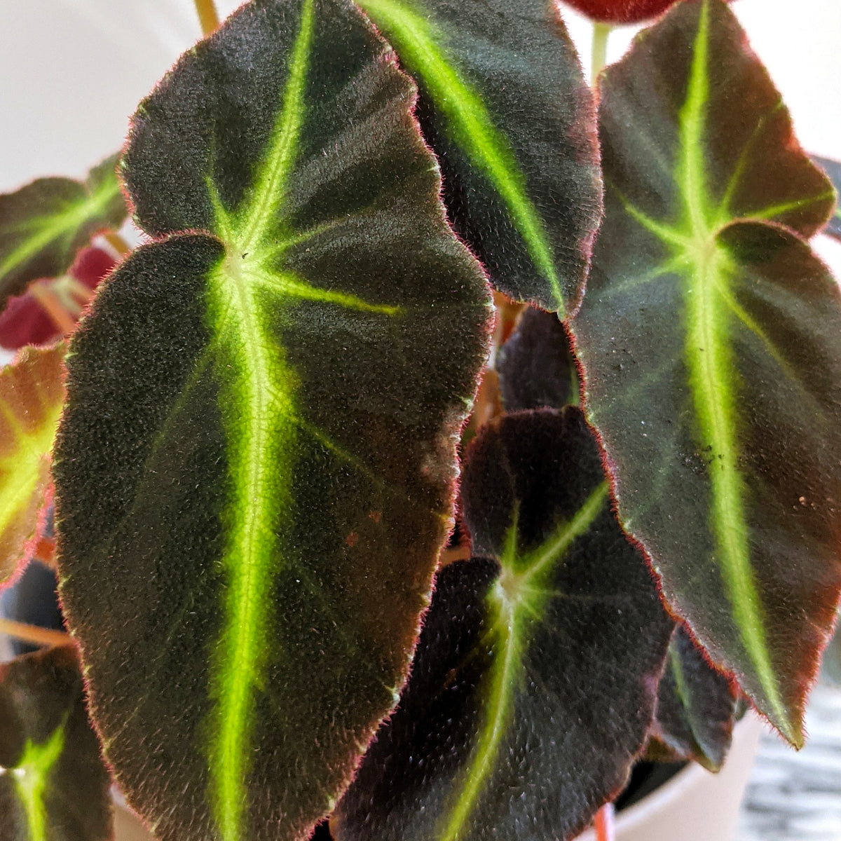 Begonia listada - 13cm pot | Plantsmith Indoor Plants Melbourne