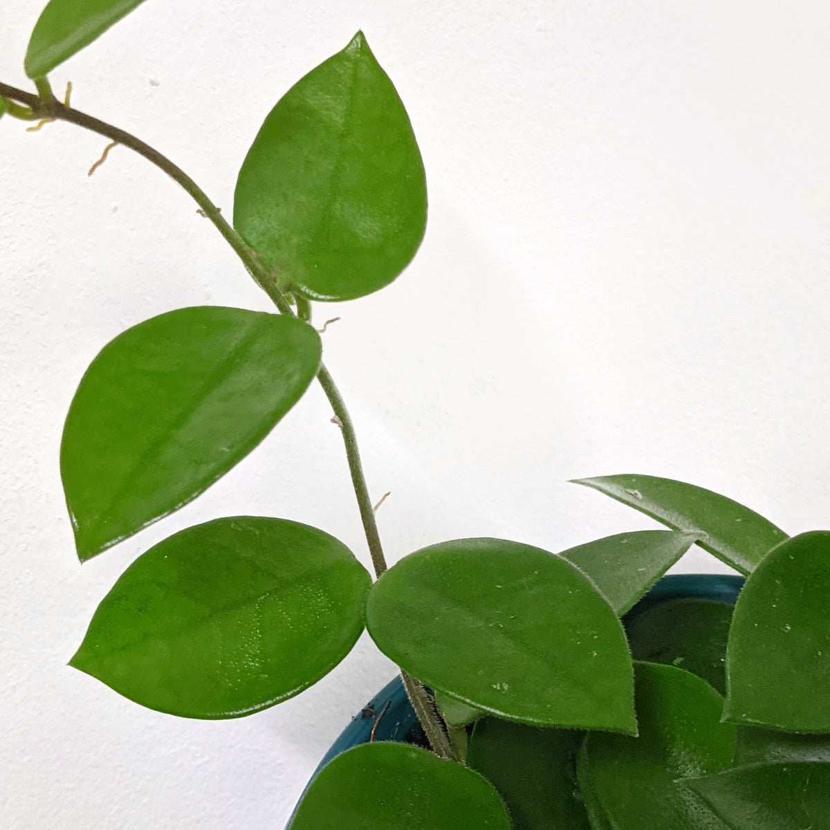 Hoya 'Chouke' -13cm pot | Plantsmith Indoor Plants Melbourne