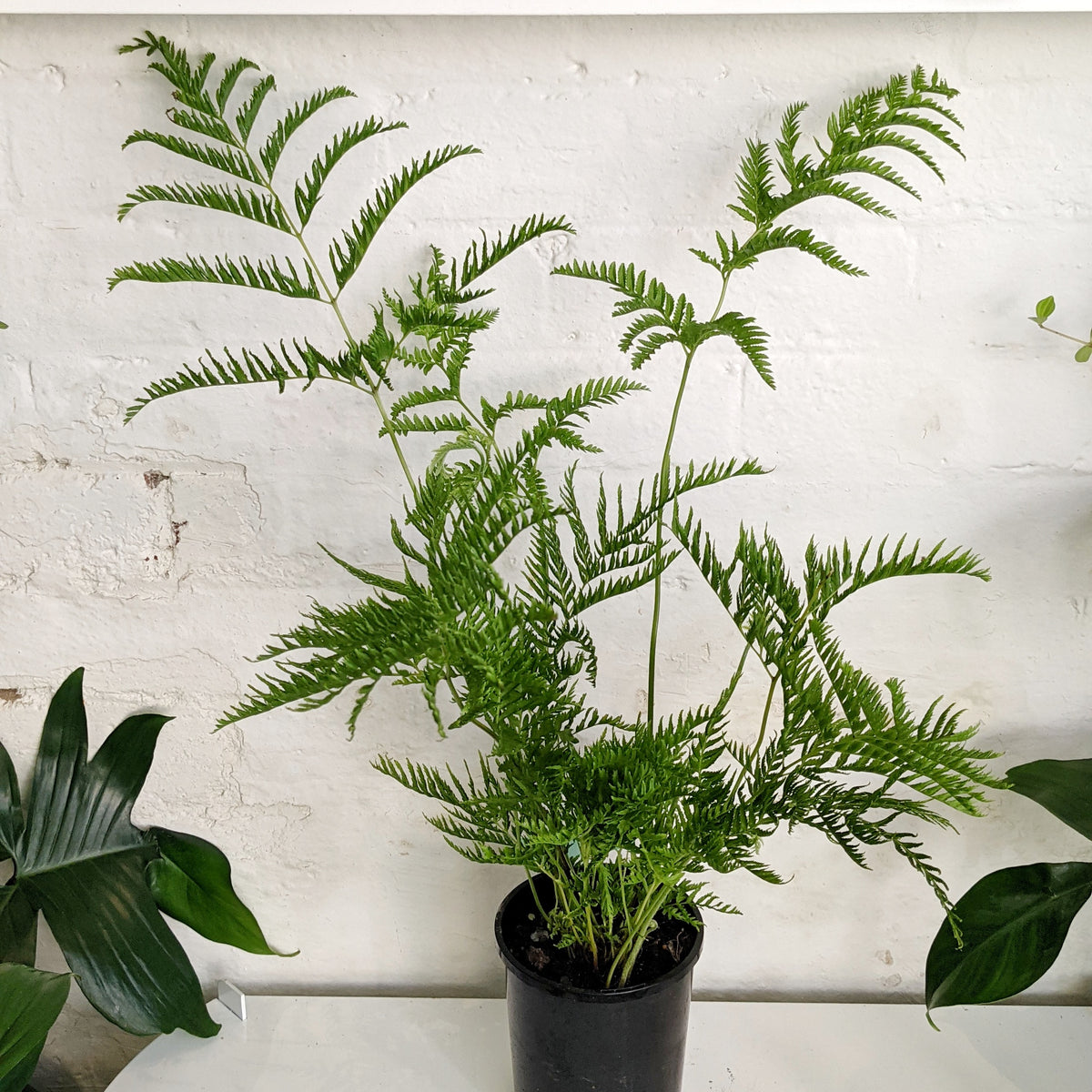 Pteris Dentata (Toothed Brake Fern) - 14cm pot | Plantsmith Indoor ...