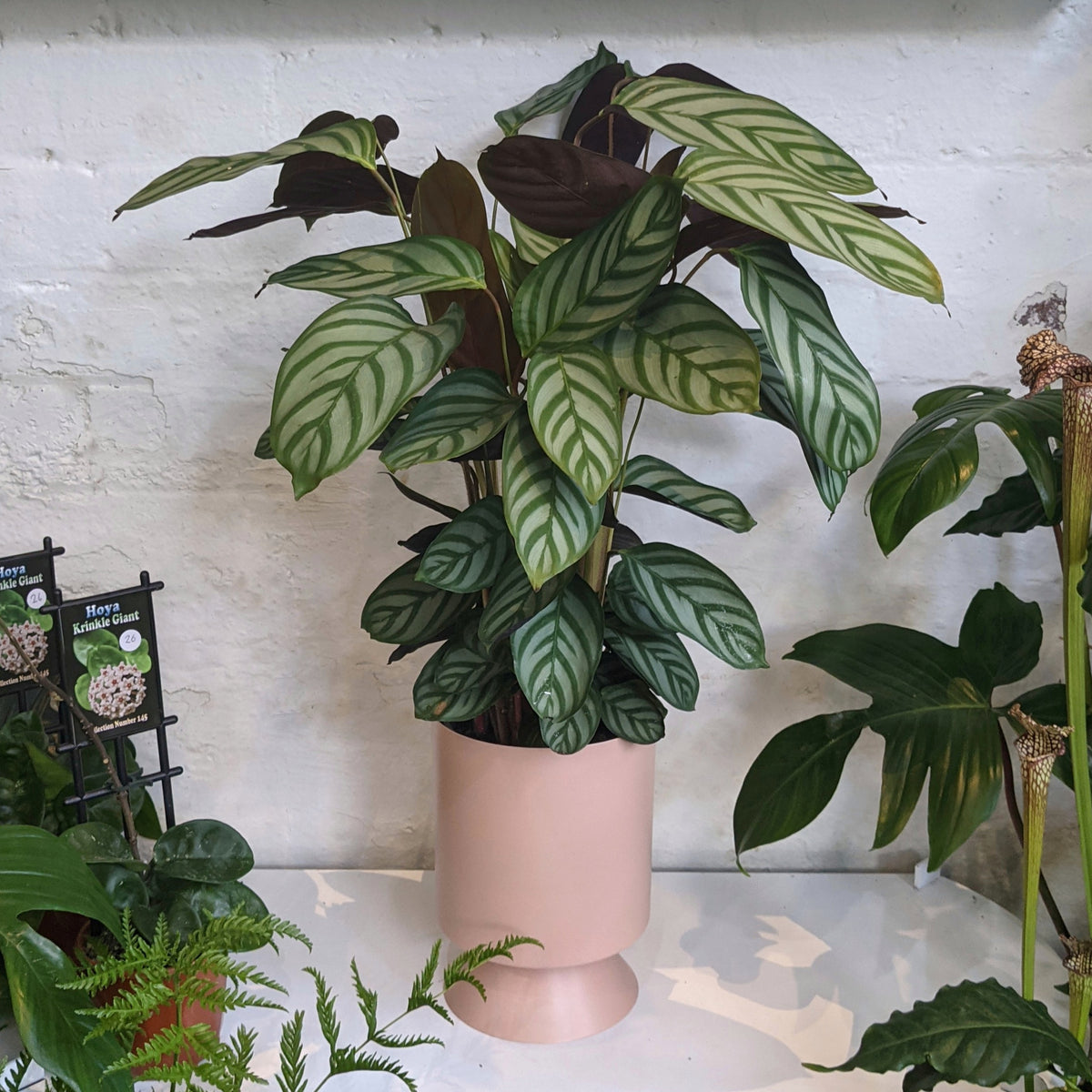 Ctenanthe setosa (Prayer Plant) - 14cm pot | Plantsmith Indoor Plants ...