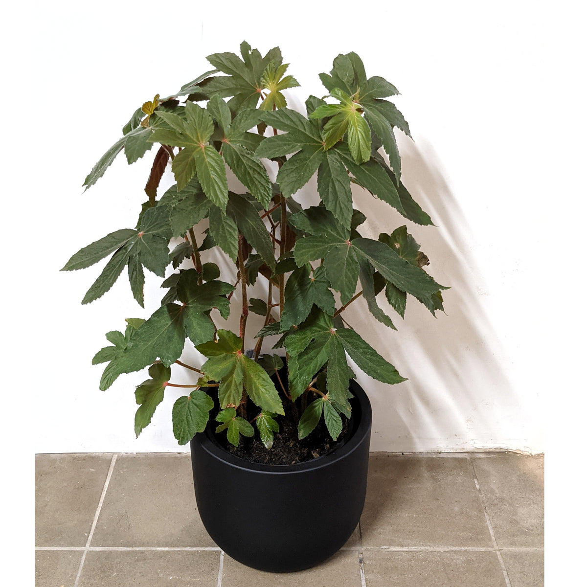 Begonia 'Lady Clare' - 25cm pot | Plantsmith Indoor Plants Melbourne