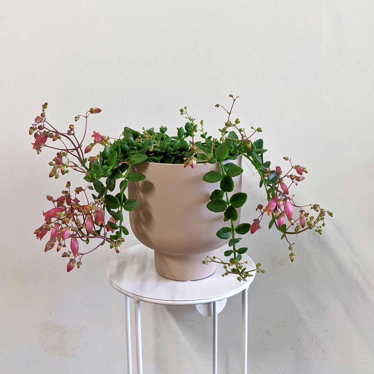 Kalanchoe 'Winter Bells' in Fergus Planter | Plantsmith Indoor Plants ...