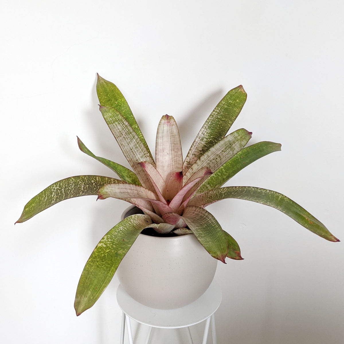 Bromeliad in Ceramic Bower Pot (Putty) | Plantsmith Indoor Plants Melbourne