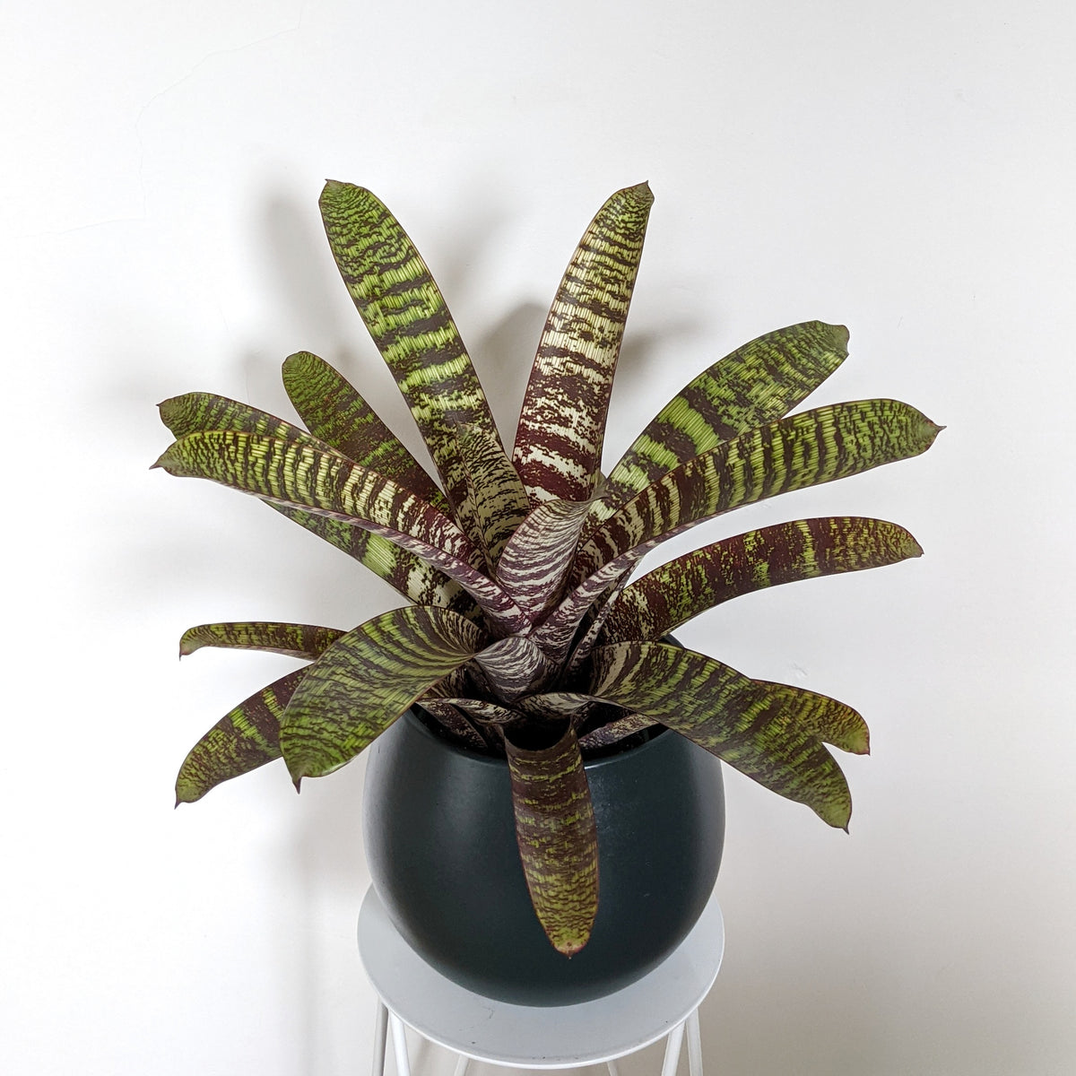 Bromeliad in Ceramic Bower Pot (Slate) | Plantsmith Indoor Plants Melbourne