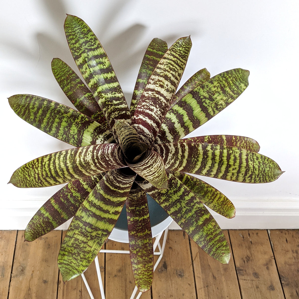 Bromeliad in Ceramic Bower Pot (Slate) | Plantsmith Indoor Plants Melbourne