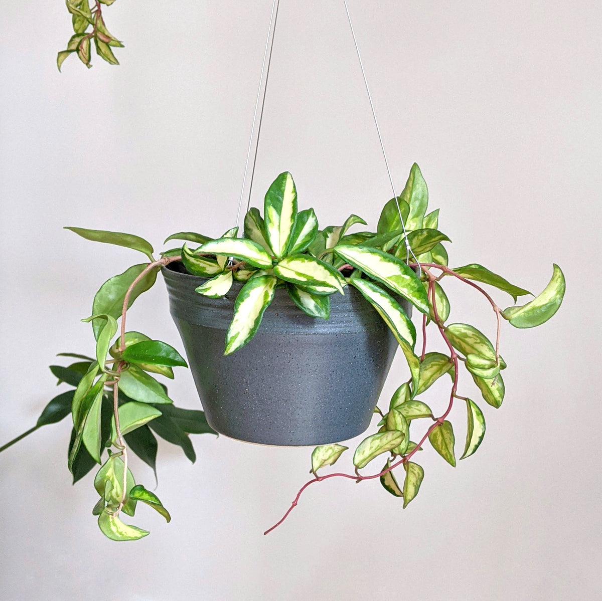 Alison Frith Hanging Planter Raku Blend - Slate Grey | Plantsmith ...
