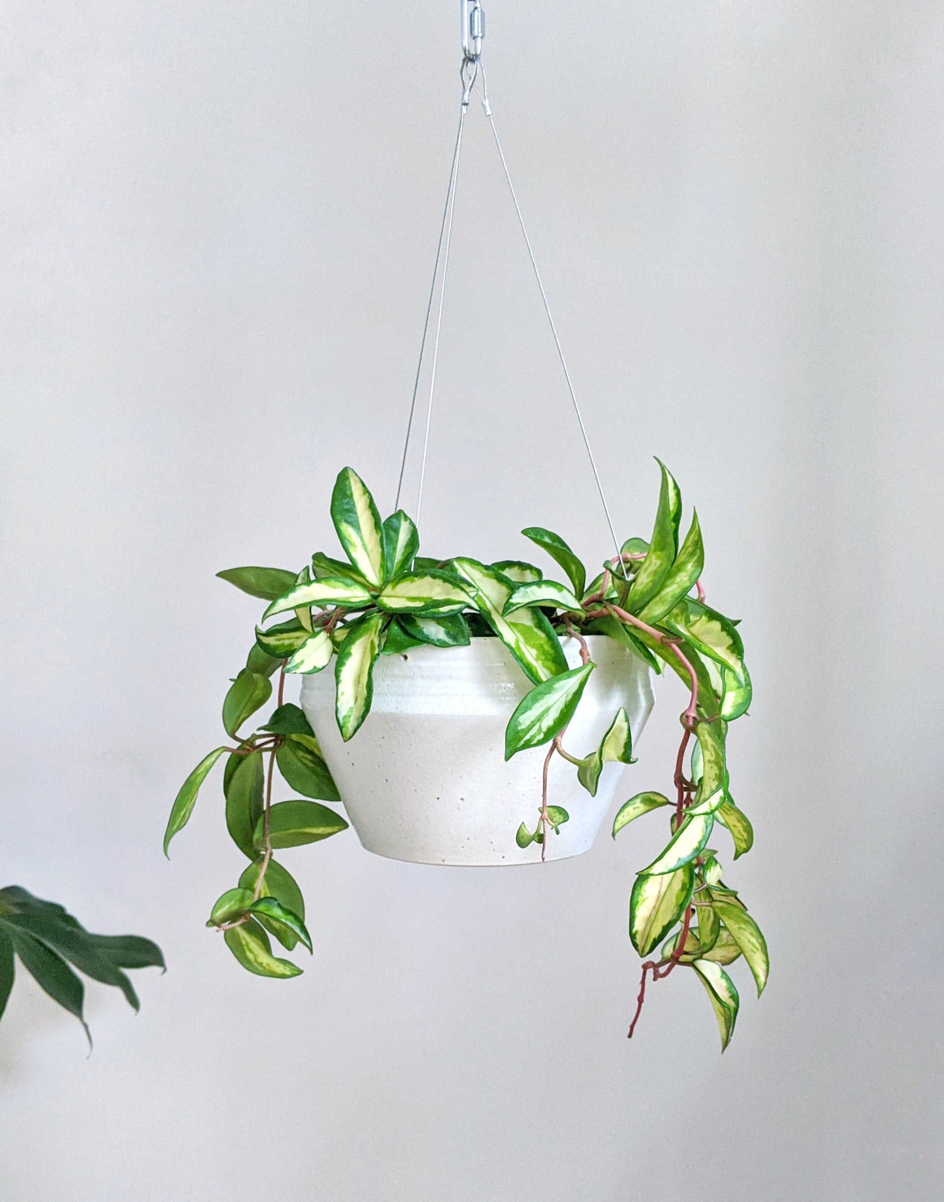 Alison Frith Hanging Planter Raku Blend - Satin White | Plantsmith ...
