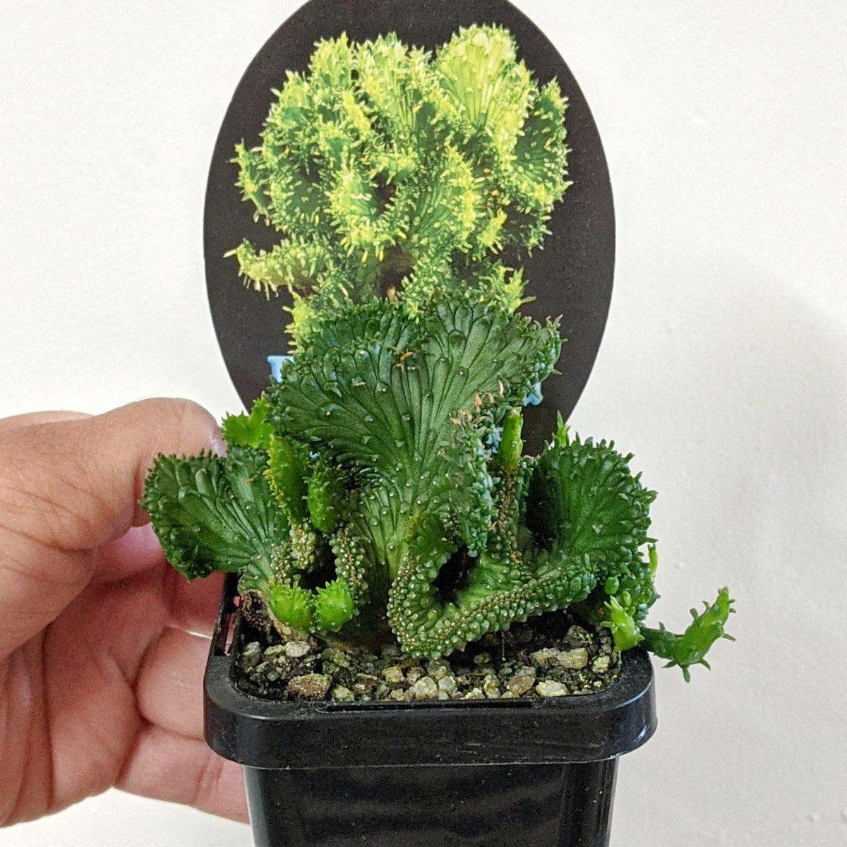 Euphorbia Flanaganii Crest - 7cm pot | Plantsmith Indoor Plants Melbourne
