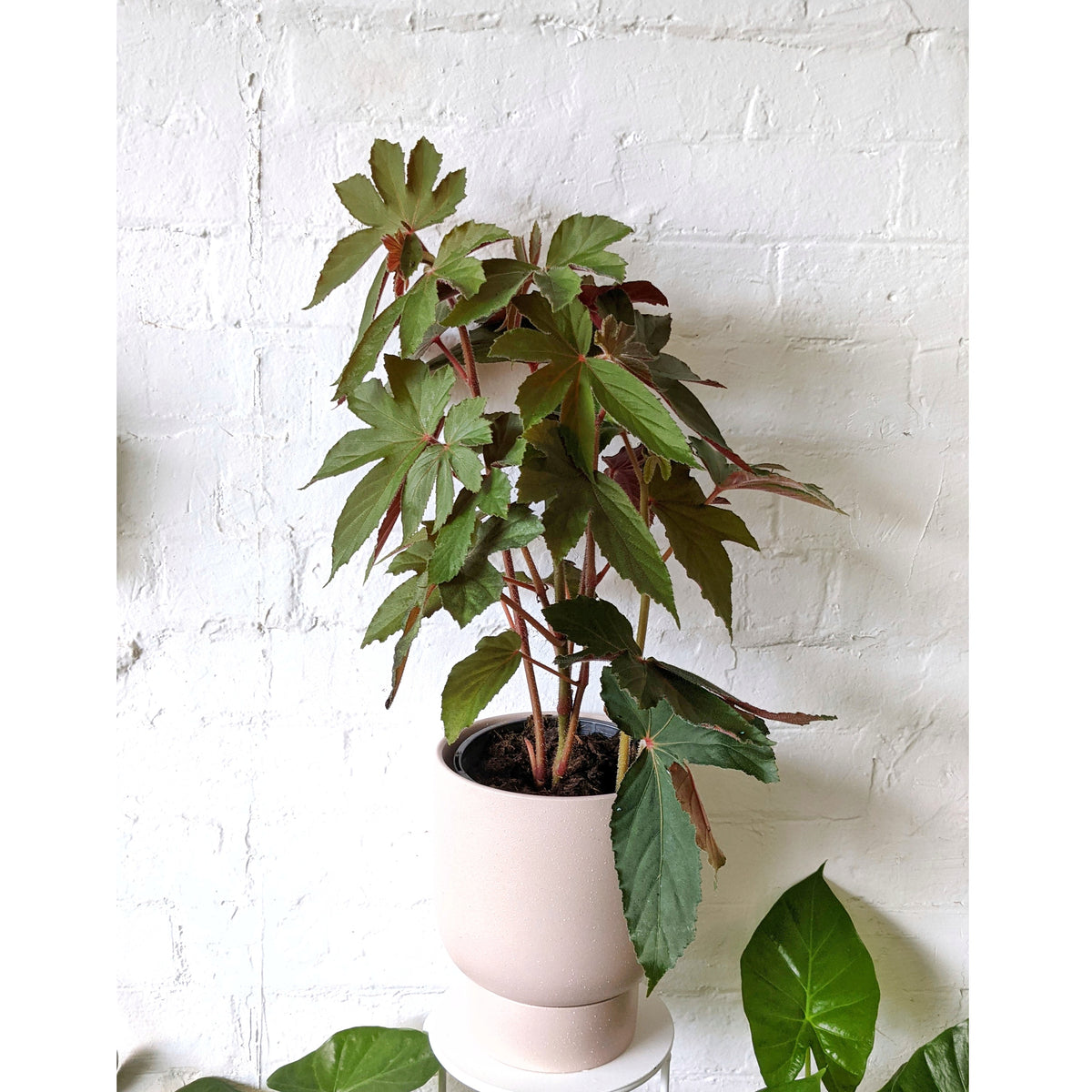 Begonia 'Lady Clare' - 17cm pot | Plantsmith Indoor Plants Melbourne