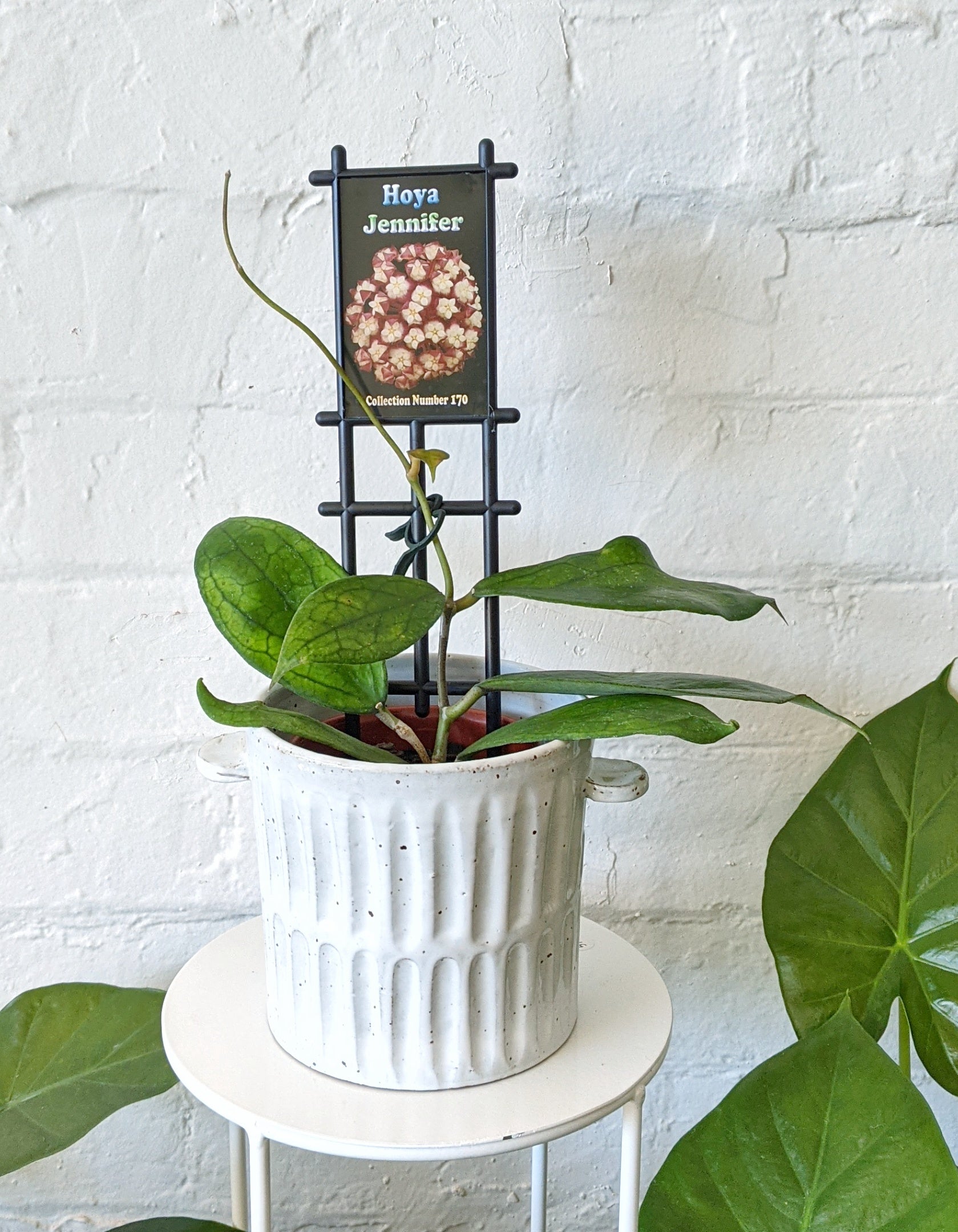 Hoya Jennifer - 10cm pot | Plantsmith Indoor Plants Melbourne