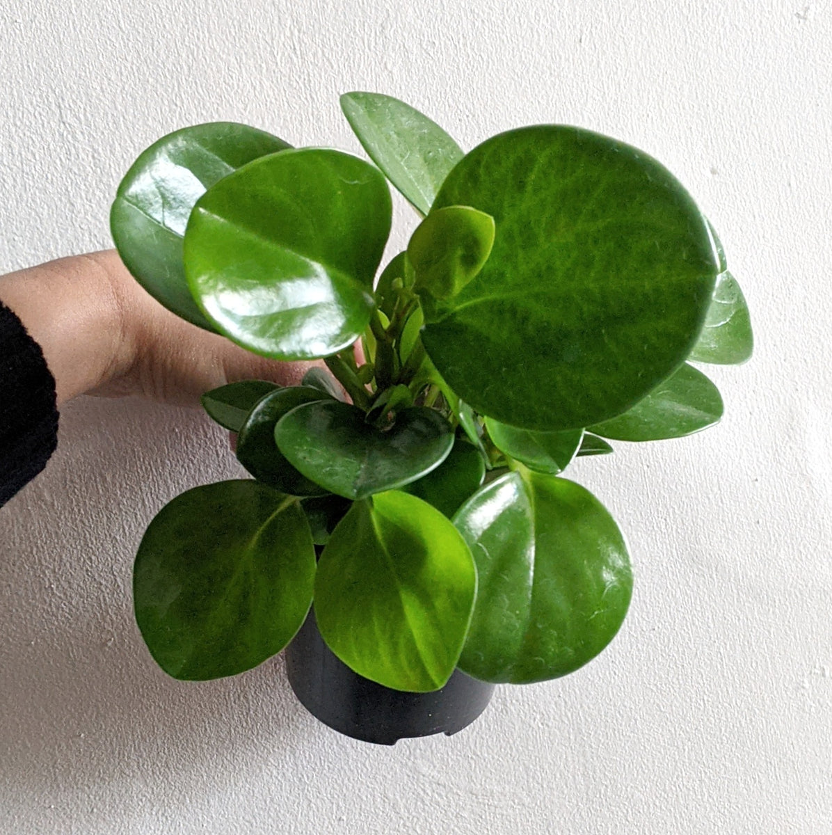Peperomia obtusifolia (Jade Peperomia) - 9.5cm pot | Plantsmith Indoor ...