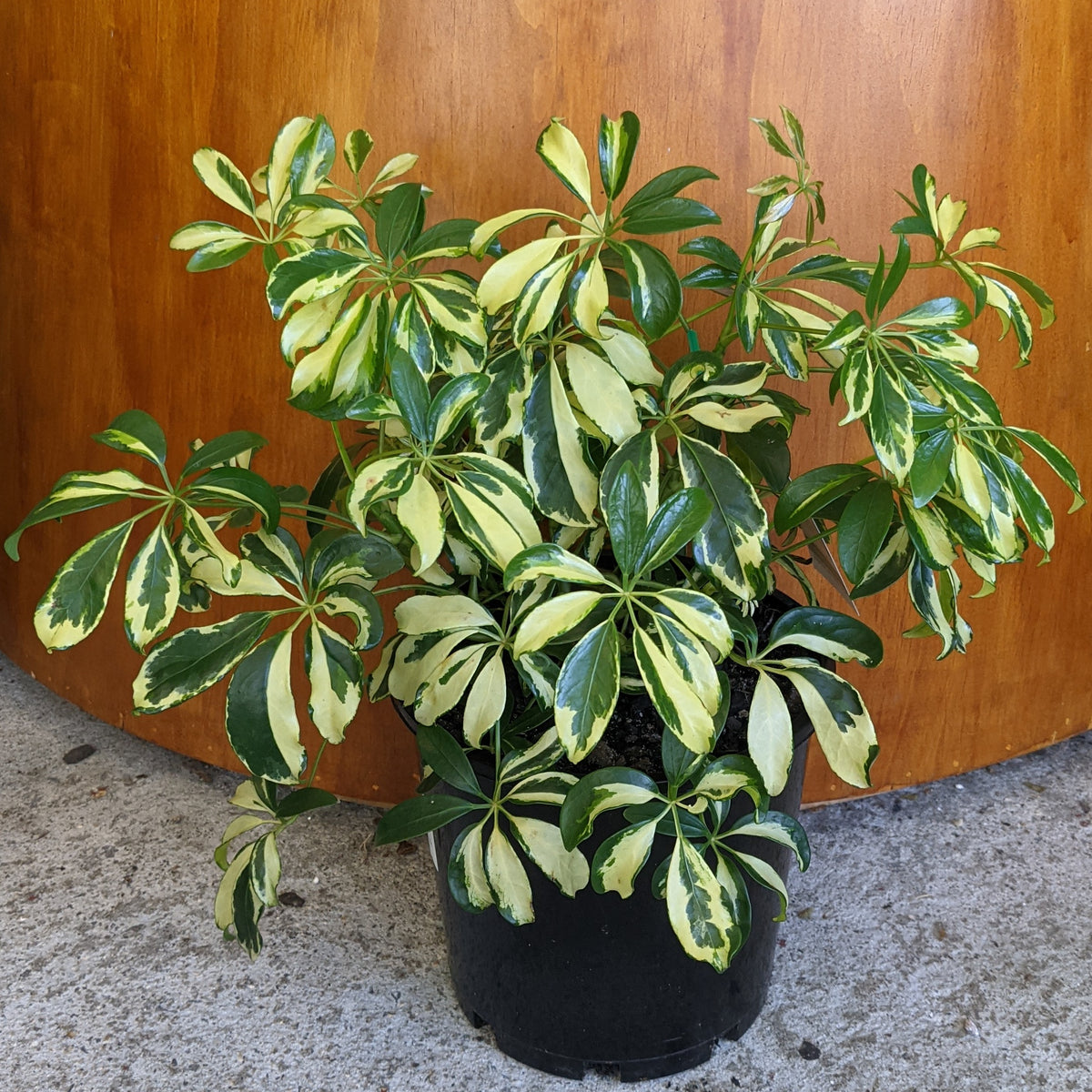 Schefflera arboricola ‘Jacqueline ’ (Dwarf Variegated Umbrella Tree ...
