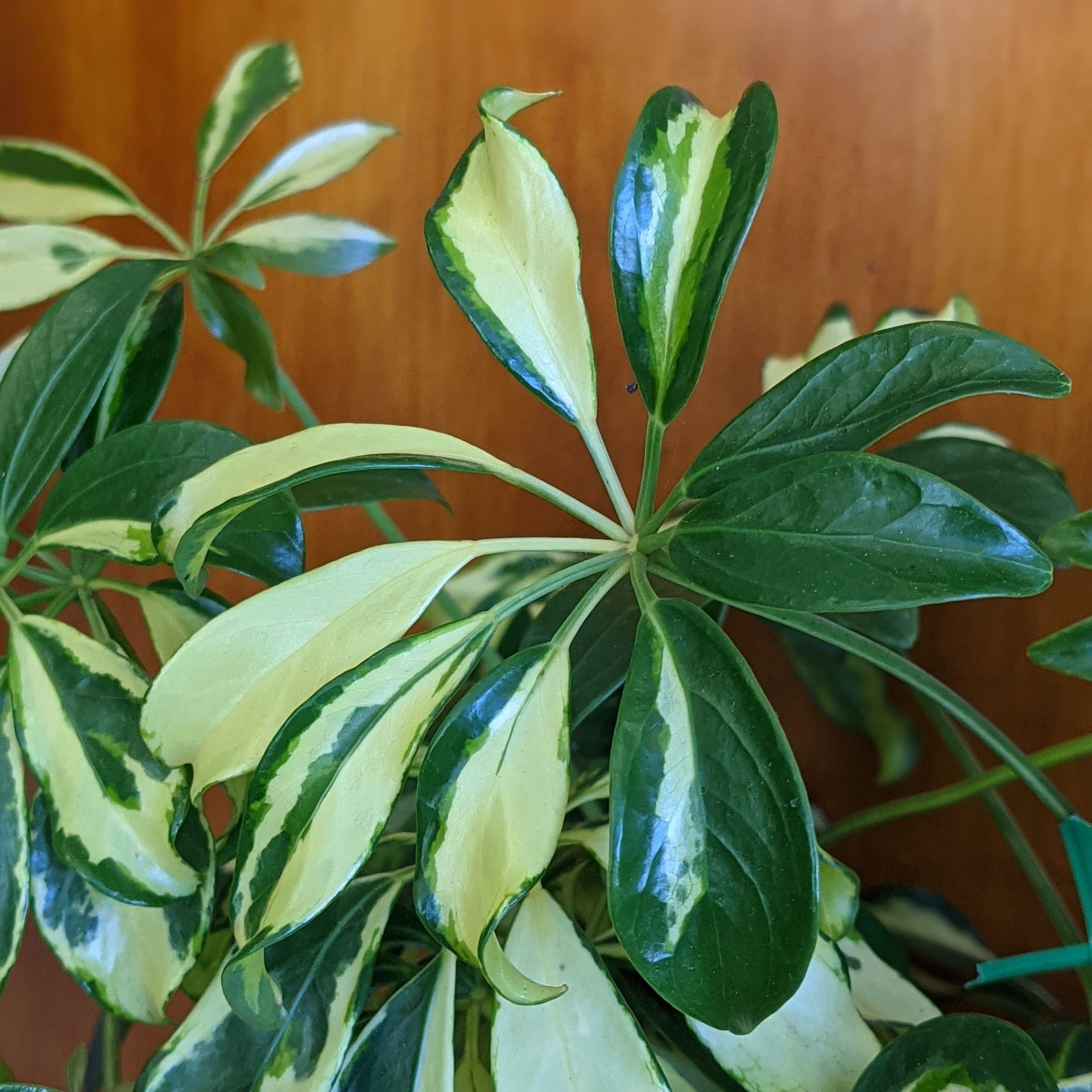 Schefflera arboricola ‘Jacqueline ’ (Dwarf Variegated Umbrella Tree ...
