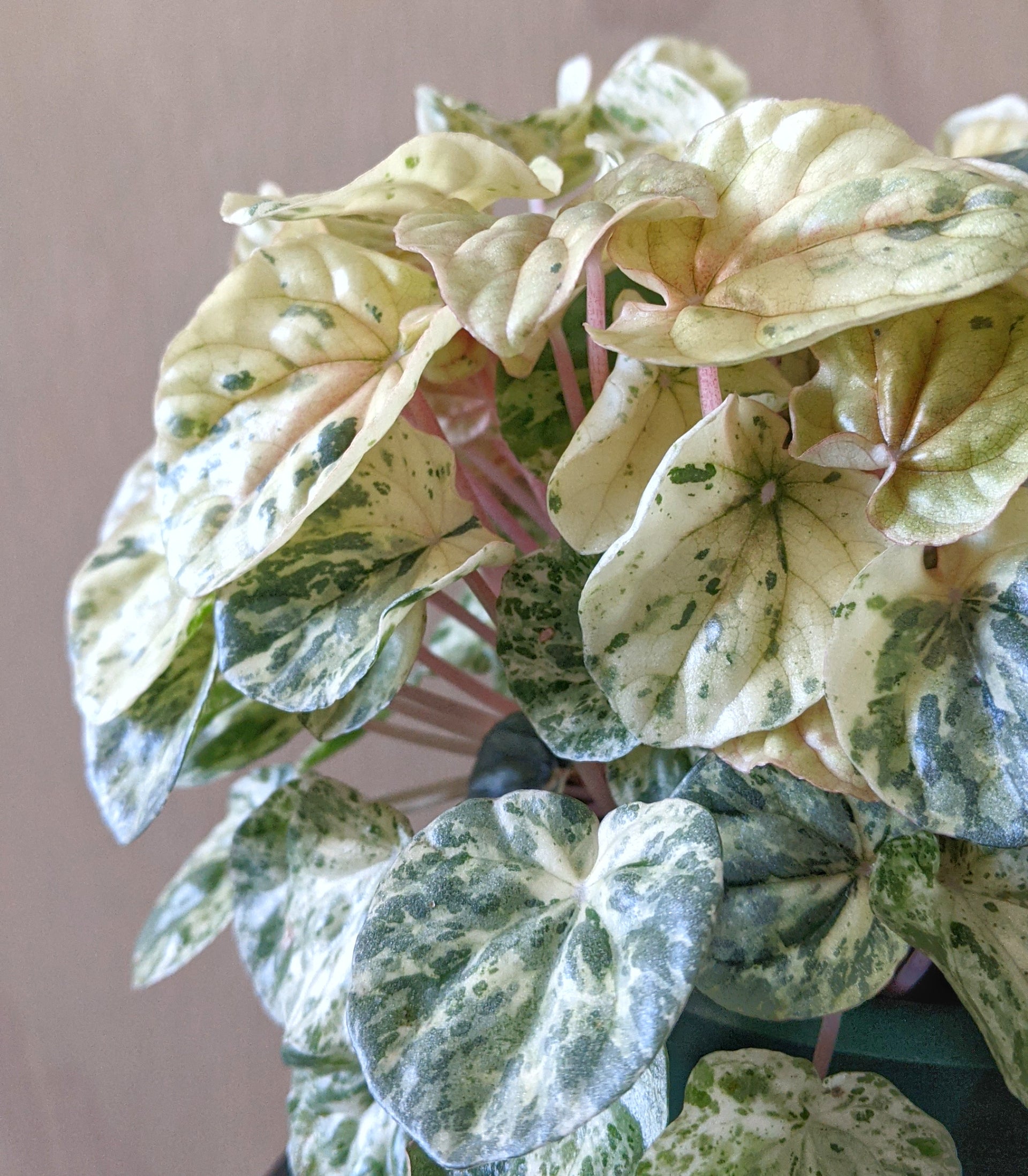 Peperomia caperata ‘Pink Lady’ - 13cm | Plantsmith Indoor Plants Melbourne