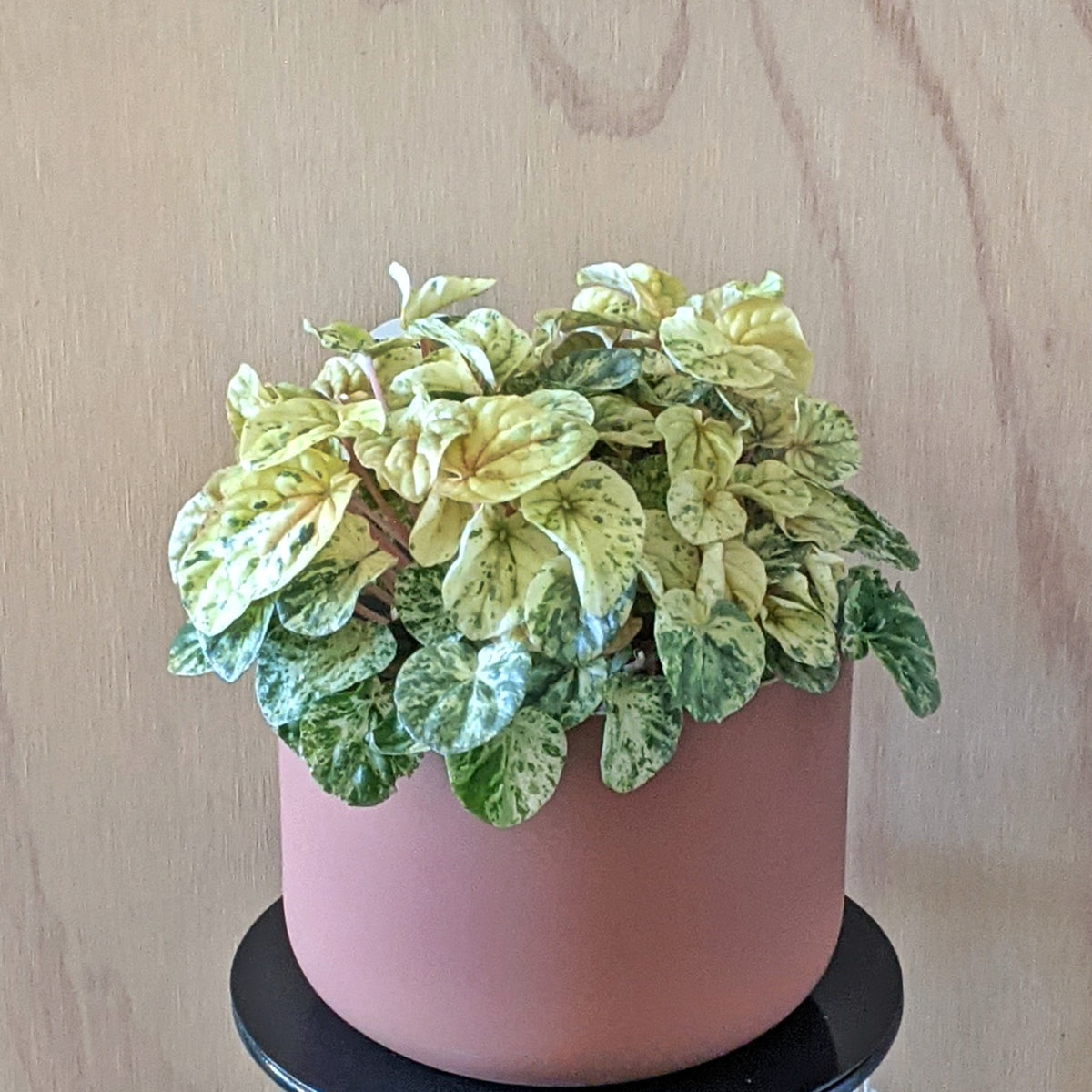 Peperomia caperata ‘Pink Lady’ - 13cm | Plantsmith Indoor Plants Melbourne