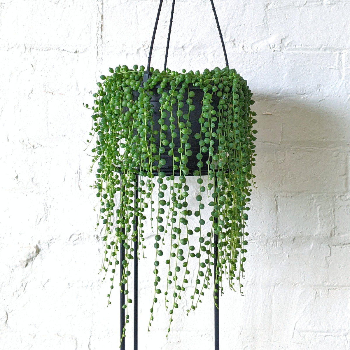 Curio rowleyanus (String of Pearls) - 20cm pot | Plantsmith Indoor ...