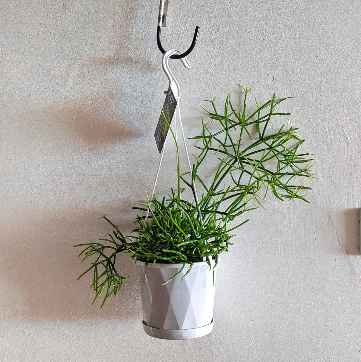 Rhipsalis teres f. Prismatica - 13cm pot | Plantsmith Indoor Plants ...