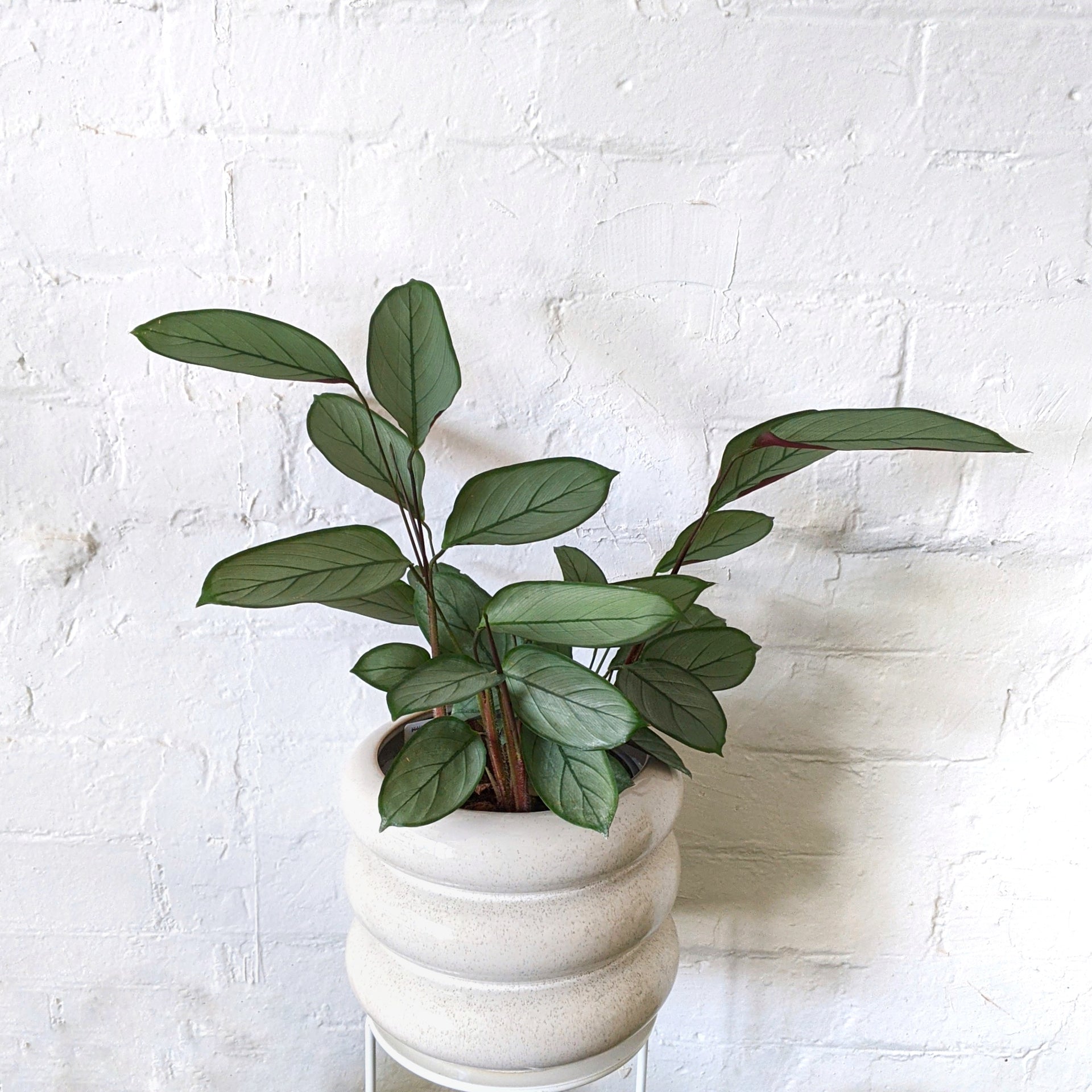 Ctenanthe setosa ‘Silver Star’ - 17cm pot | Plantsmith Indoor Plants ...