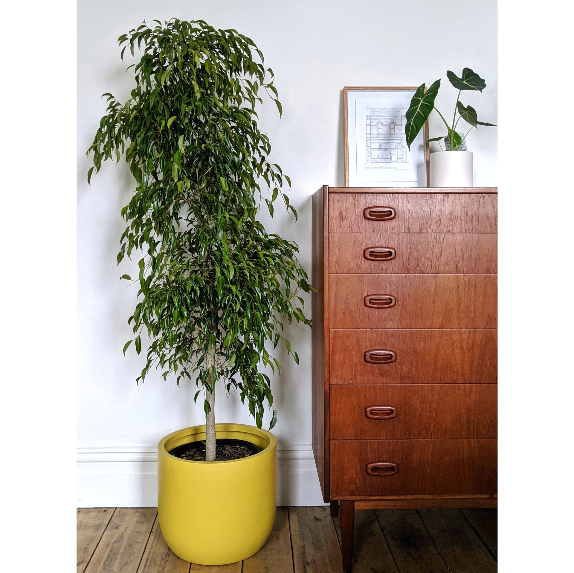 Ficus benjamina 'Winter Green’ (Weeping Fig) - 30cm pot | Plantsmith ...