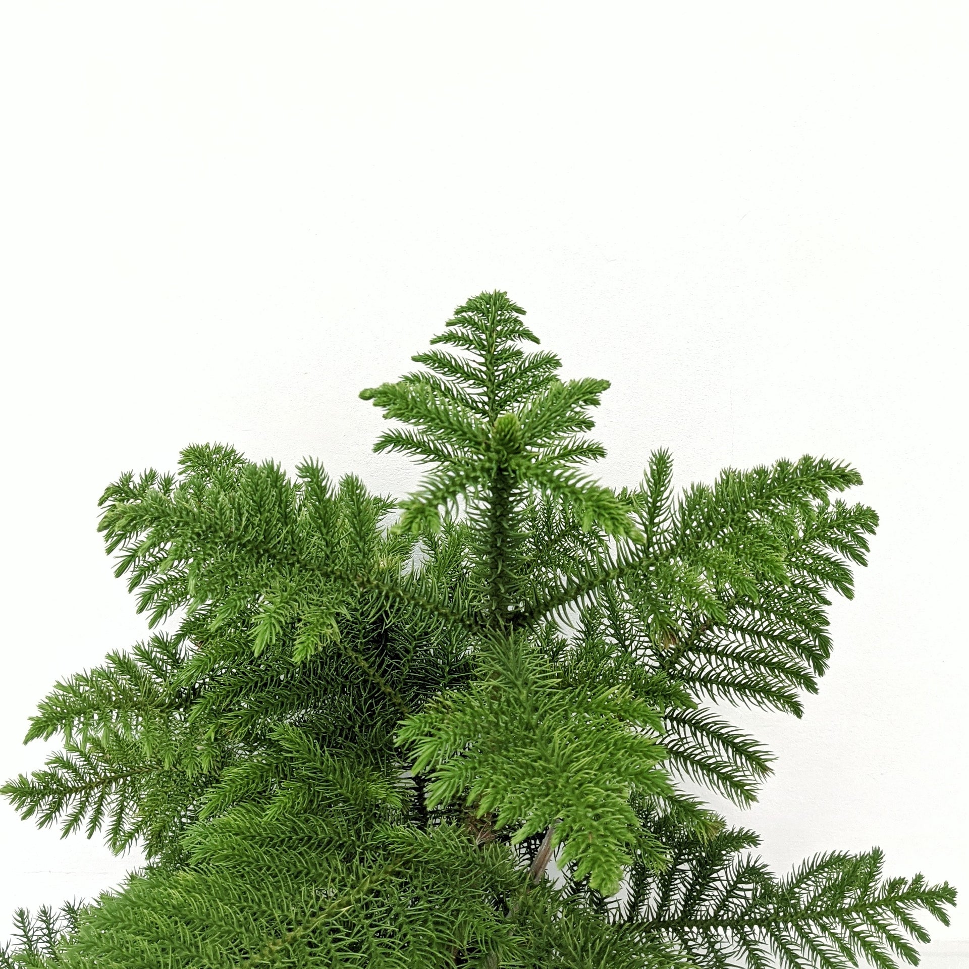 Araucaria heterophylla (Norfolk Island Pine) - 19cm pot | Plantsmith ...