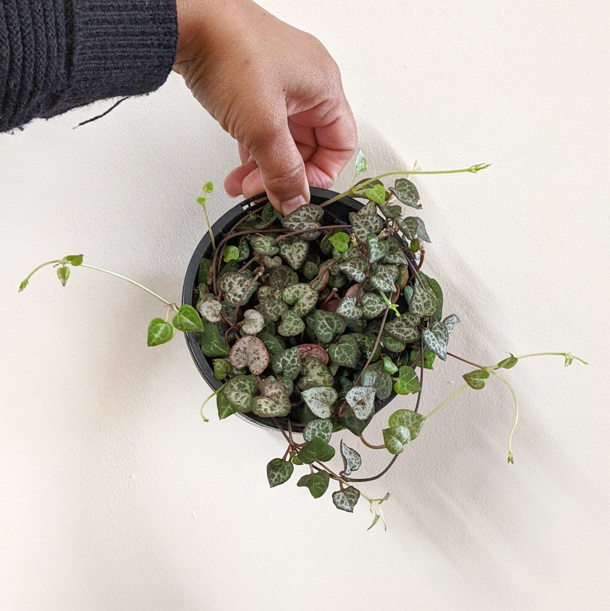 Ceropegia woodii (Chain of Hearts) - 12cm pot | Plantsmith Indoor ...