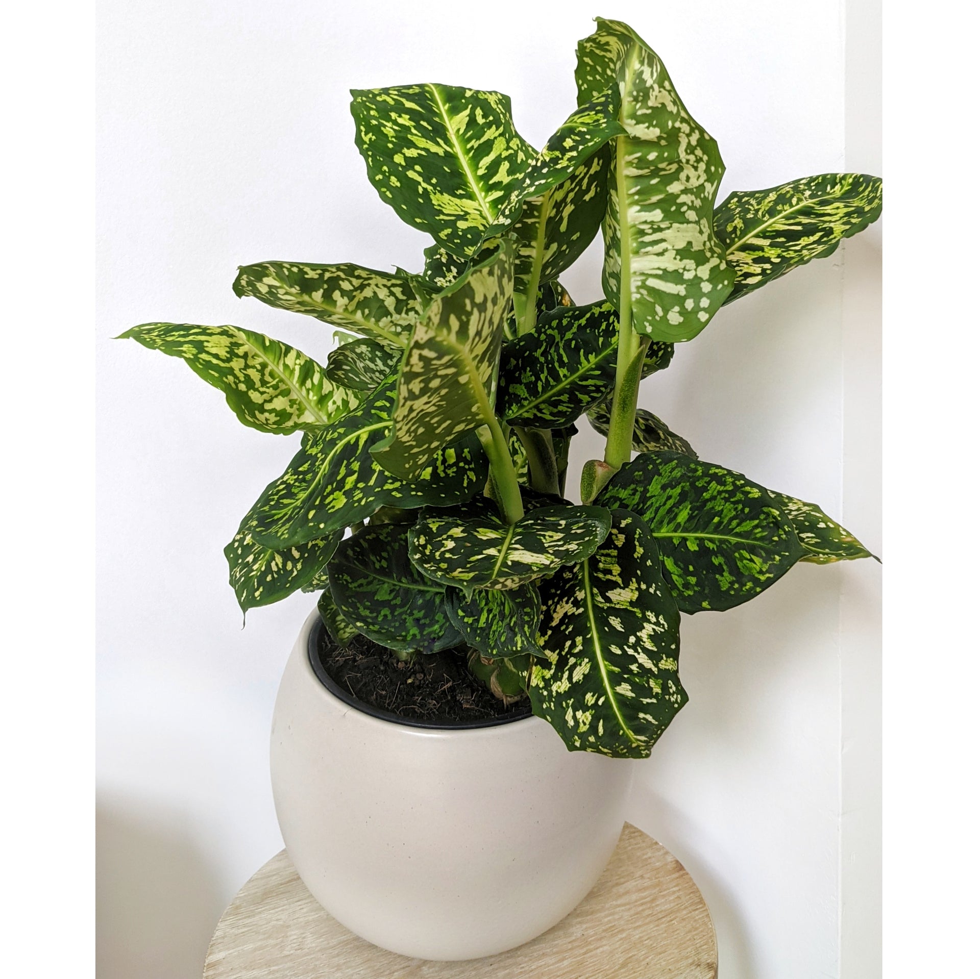 Dieffenbachia ‘Reflector’ - 18cm pot | Plantsmith Indoor Plants Melbourne