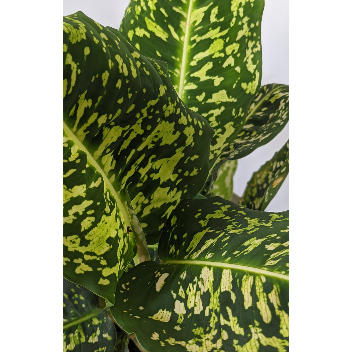Dieffenbachia ‘Reflector’ - 18cm pot | Plantsmith Indoor Plants Melbourne