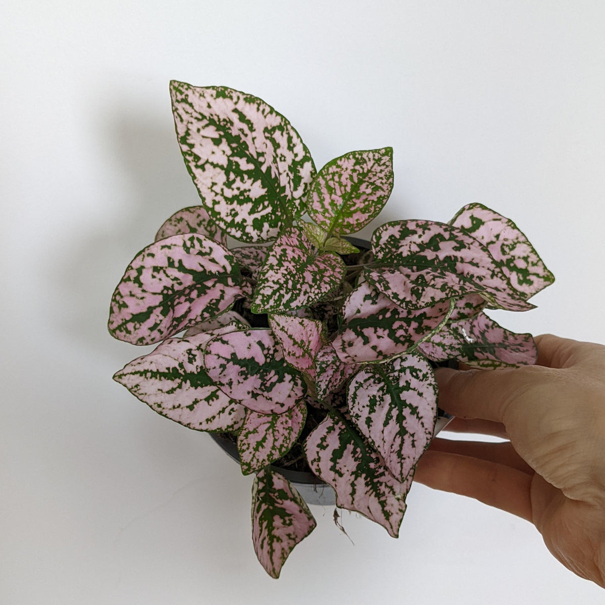 Hypoestes phyllostachya ‘Pink Splash’ (Polka Dot Plant) - 12cm pot ...