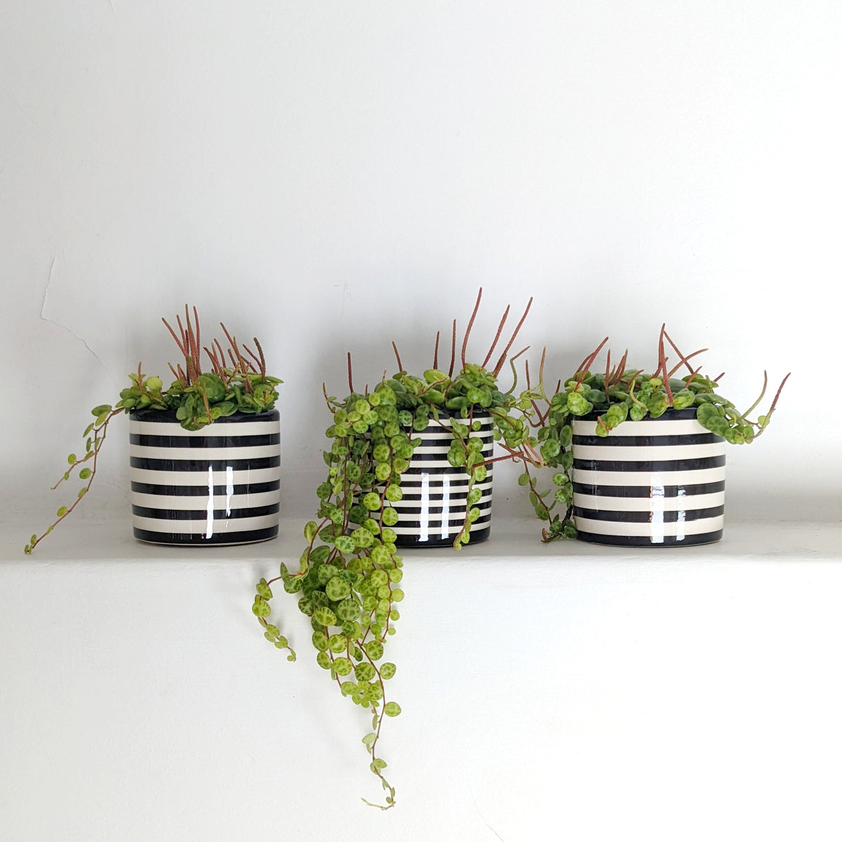 String of Turtles in stripey pot | Plantsmith Indoor Plants Melbourne