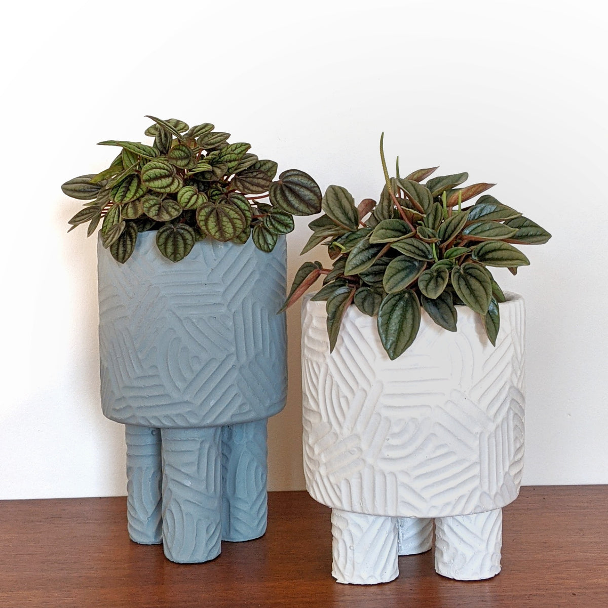 Chubby Planter | Plantsmith Indoor Plants Melbourne
