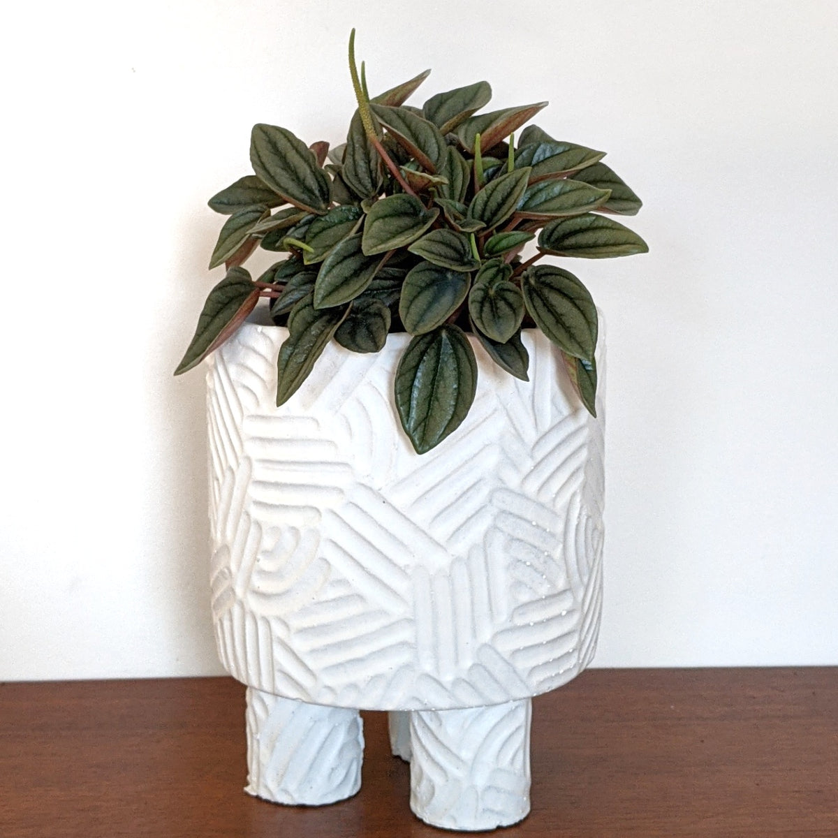 Chubby Planter | Plantsmith Indoor Plants Melbourne