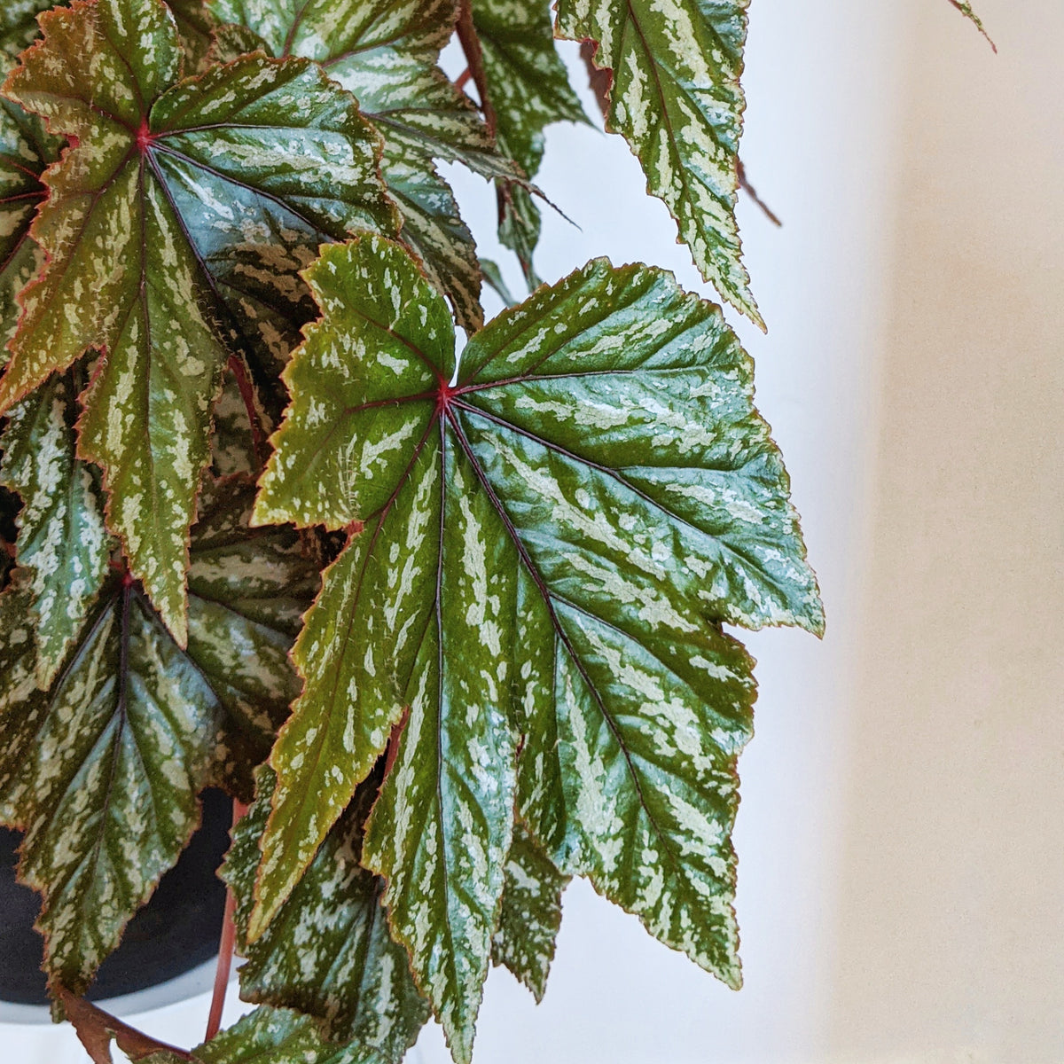 Begonia 'Gryphon' - 25cm pot | Plantsmith Indoor Plants Melbourne