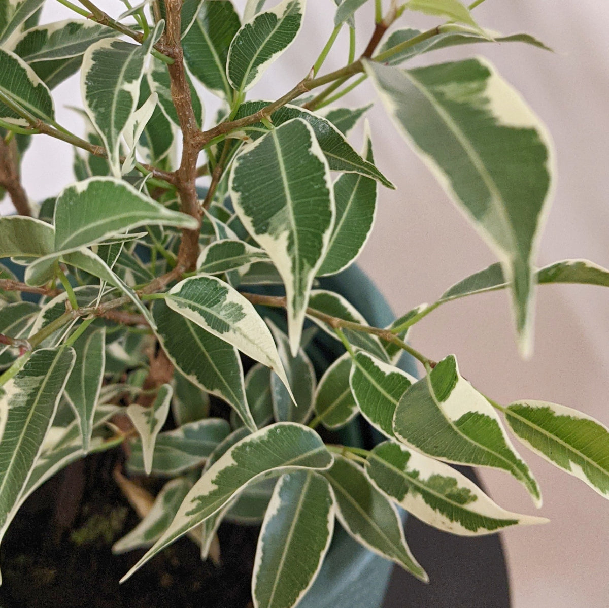 Ficus benjamina variegata (Variegated Weeping Fig) - 10cm pot ...