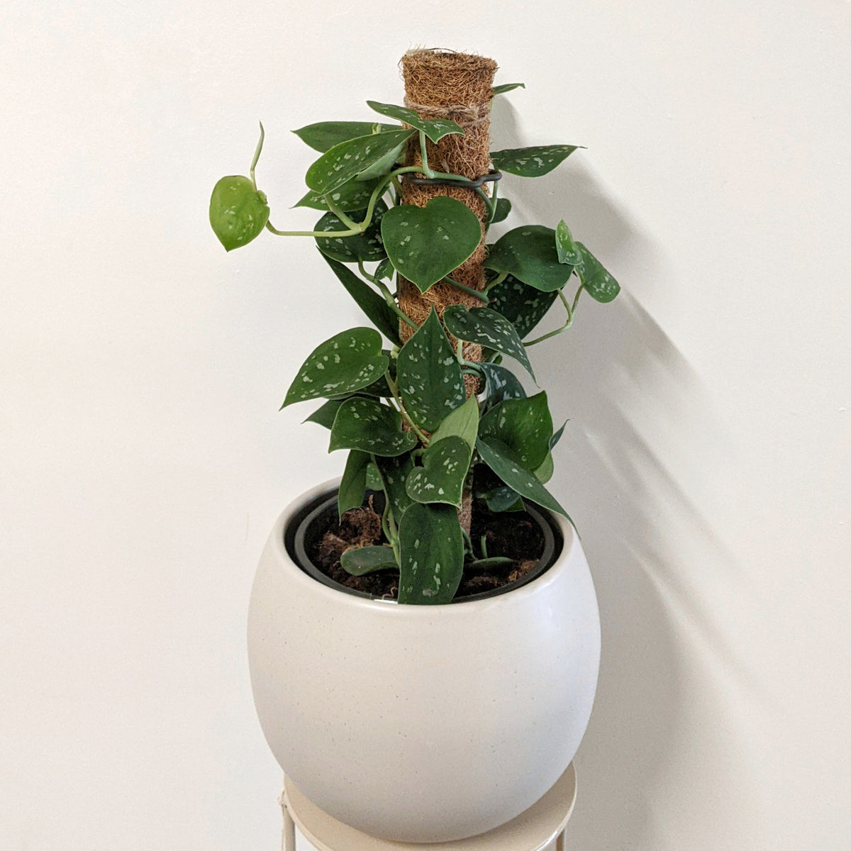Scindapsus pictus 'Argyraeus' (silver satin pothos) with totem - 17cm ...