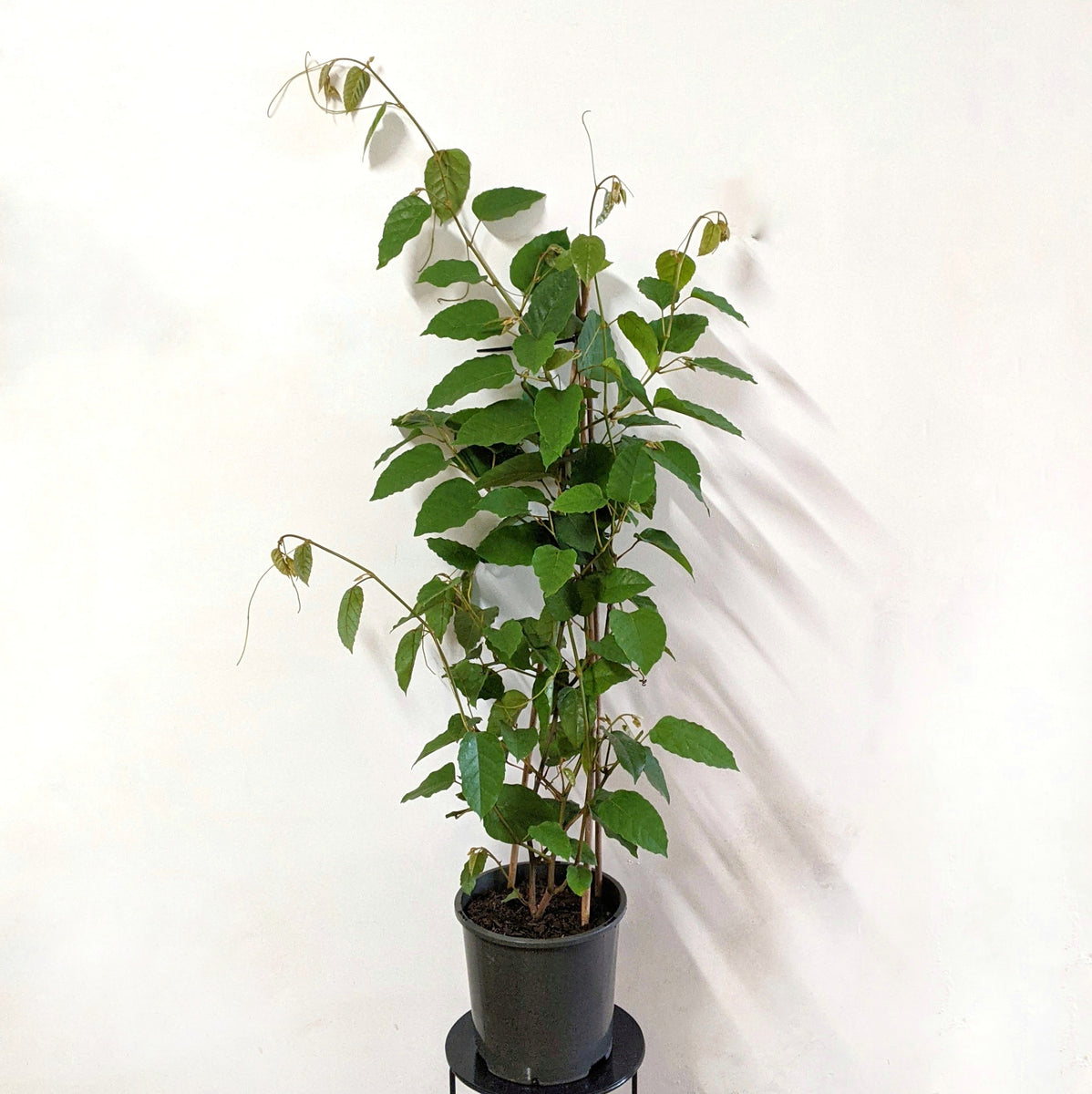 Cissus Antarctica (Kangaroo Vine) ADVANCED - 20cm pot | Plantsmith ...