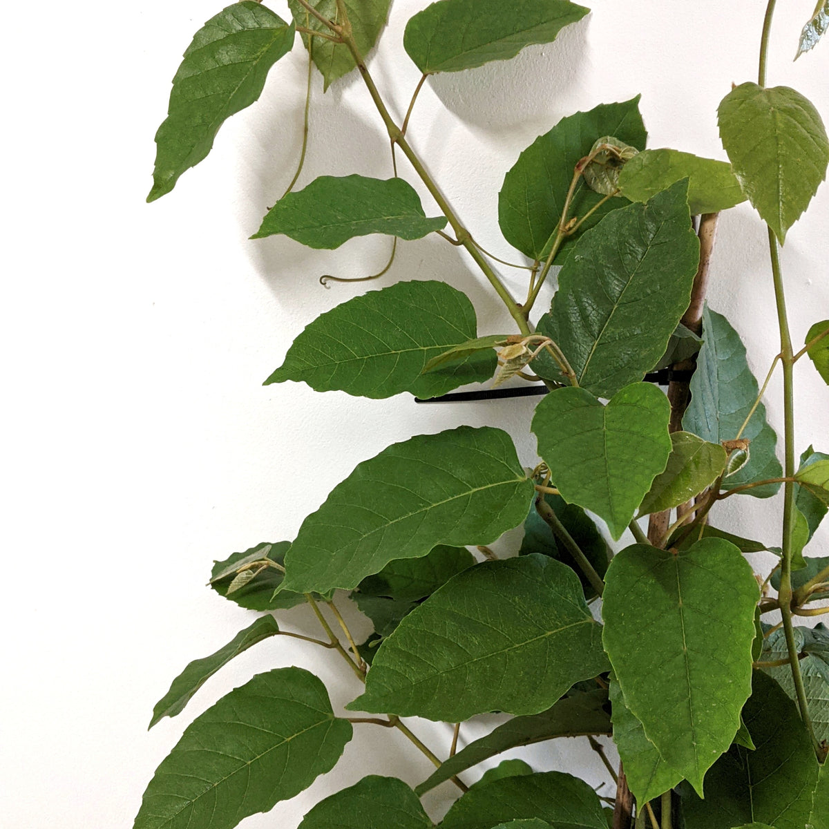 Cissus Antarctica (Kangaroo Vine) ADVANCED - 20cm pot | Plantsmith ...