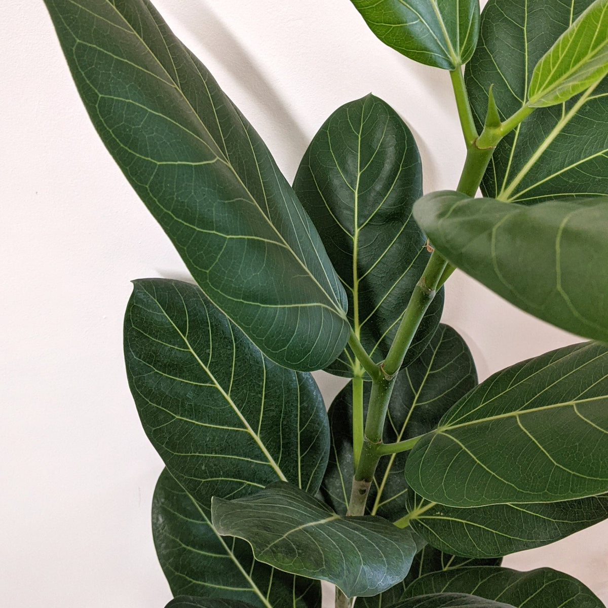 Ficus benghalensis ‘Audrey’ - 17.5cm pot | Plantsmith Indoor Plants ...