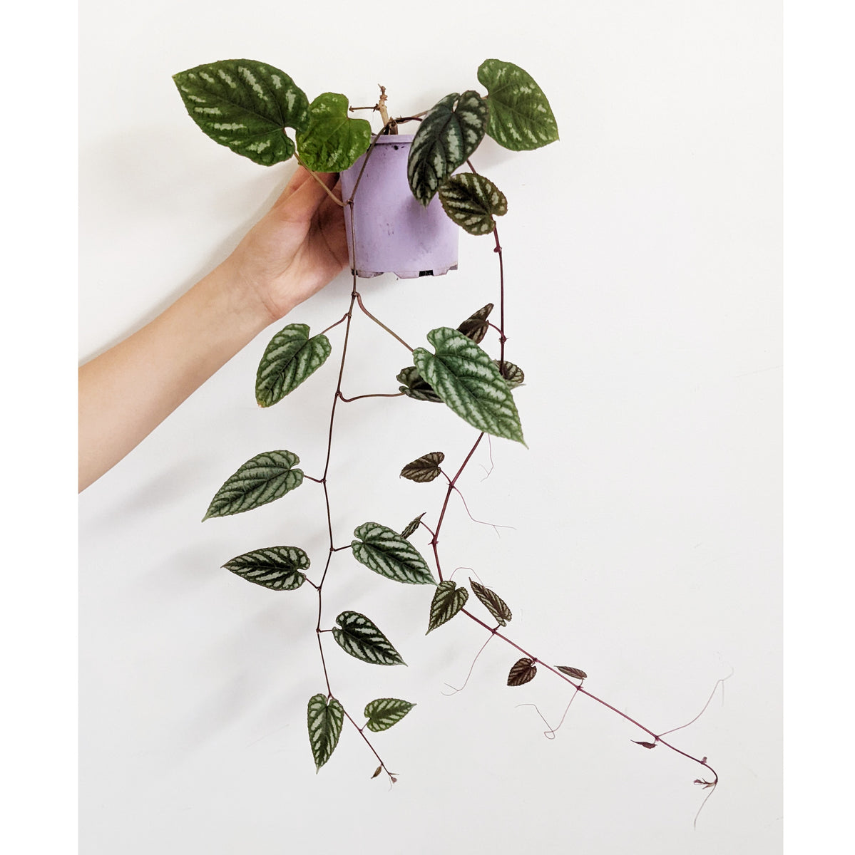 Cissus discolor (Rex Begonia Vine) - 10cm pot | Plantsmith Indoor ...