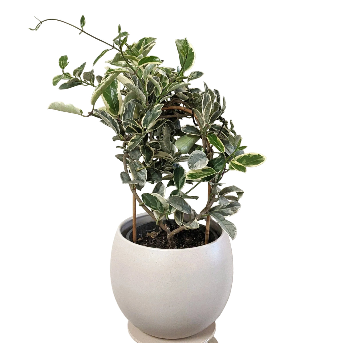 Stephanotis Floribunda Variegata - 20cm | Plantsmith Indoor Plants ...