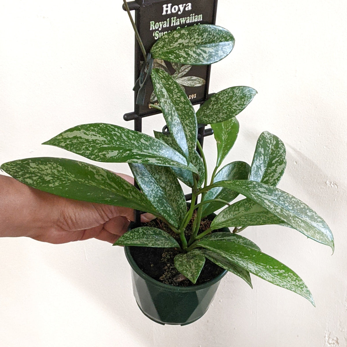 Hoya Royal Hawaiian ‘Super Splash’ - 10cm pot | Plantsmith Indoor ...