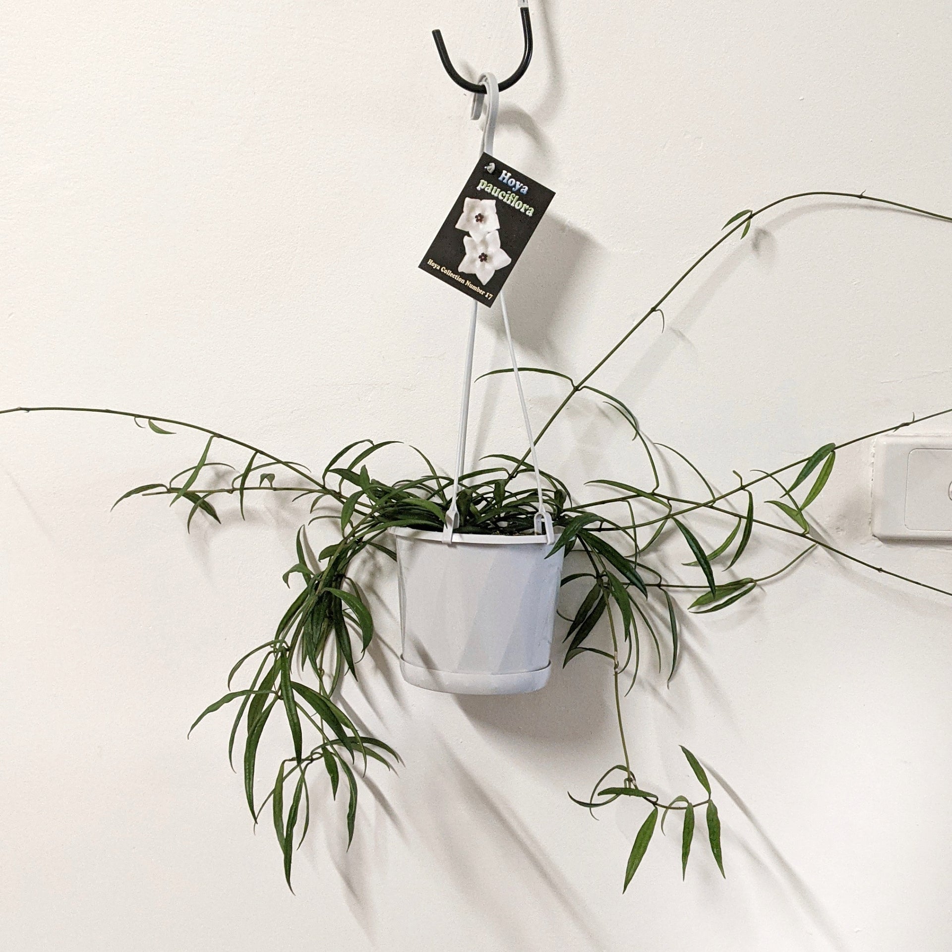 Hoya pauciflora - 13cm pot | Plantsmith Indoor Plants Melbourne