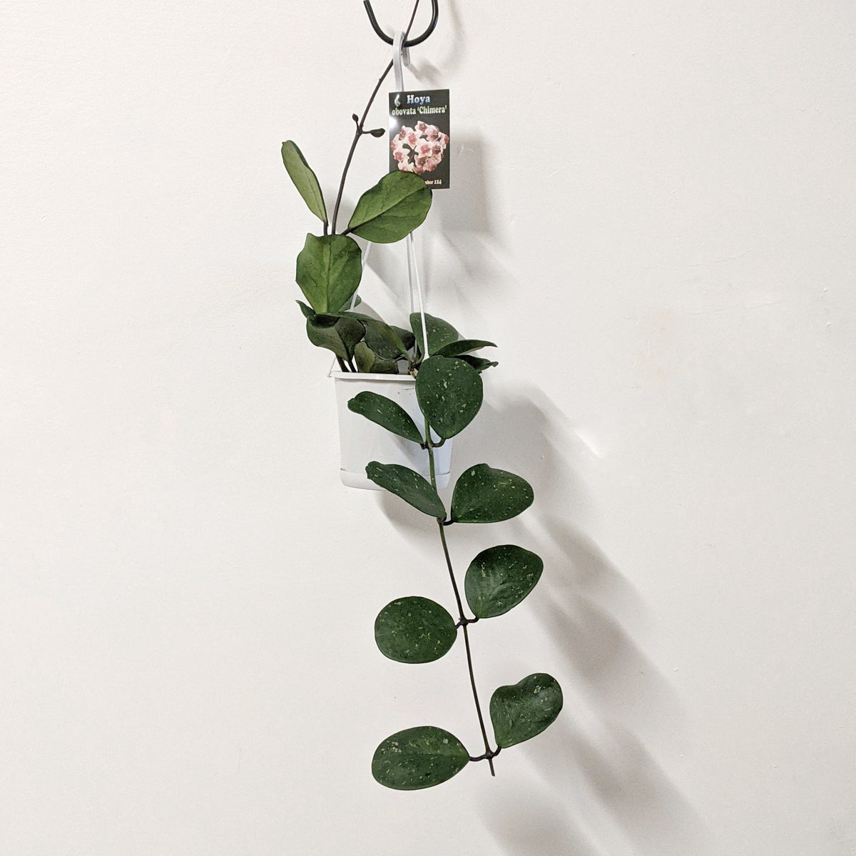 Hoya obovata ‘chimera’ - 13cm pot | Plantsmith Indoor Plants Melbourne