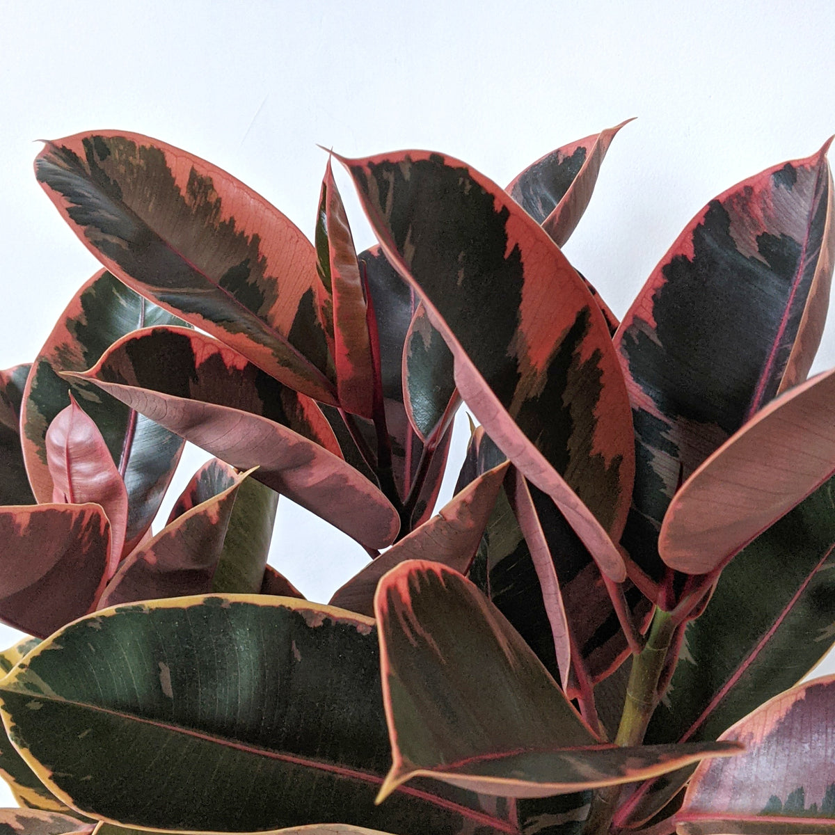 Ficus elastica "Ruby" - 25cm pot | Plantsmith Indoor Plants Melbourne